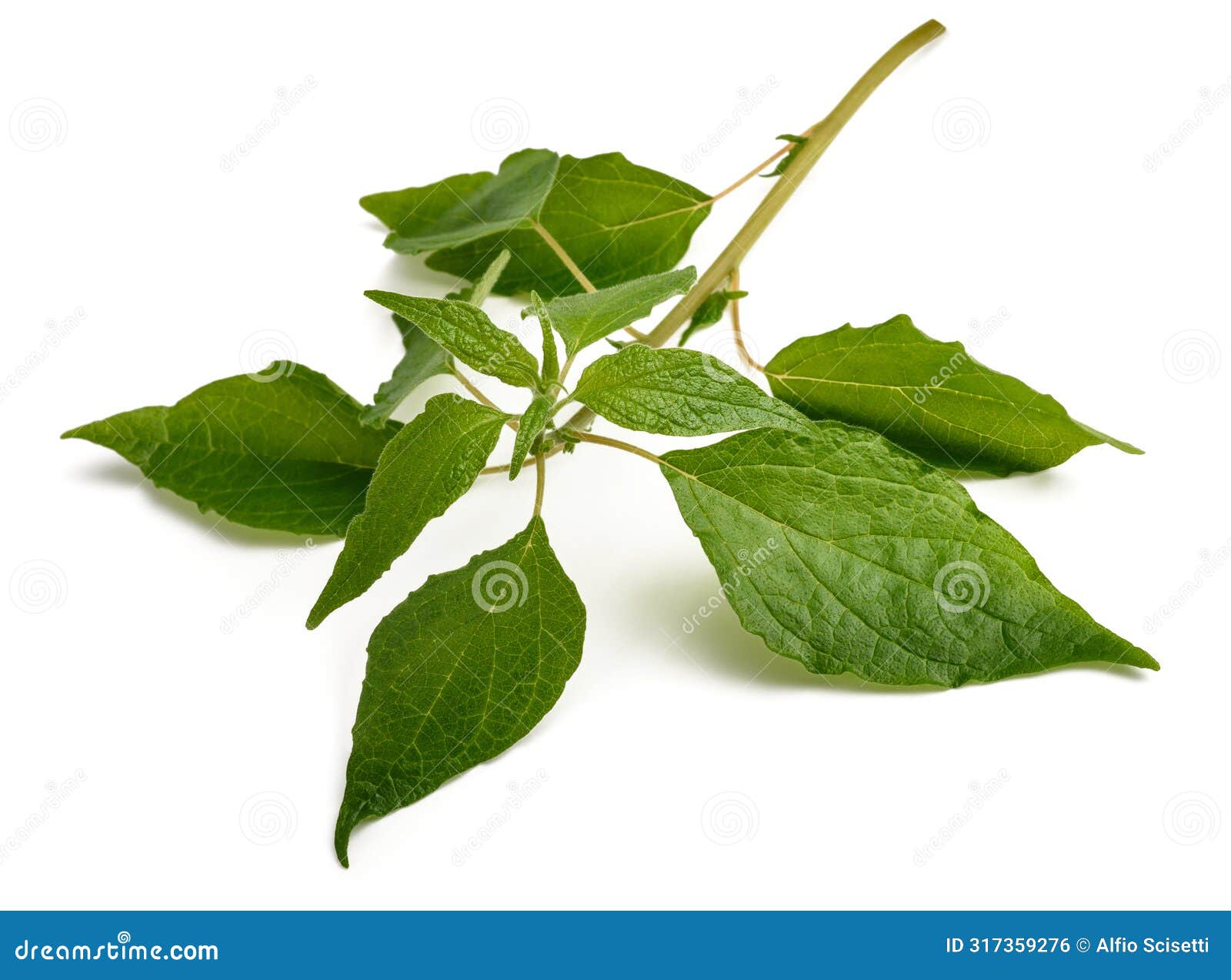 Upright pellitory plant stock photo. Image of natural - 317359276