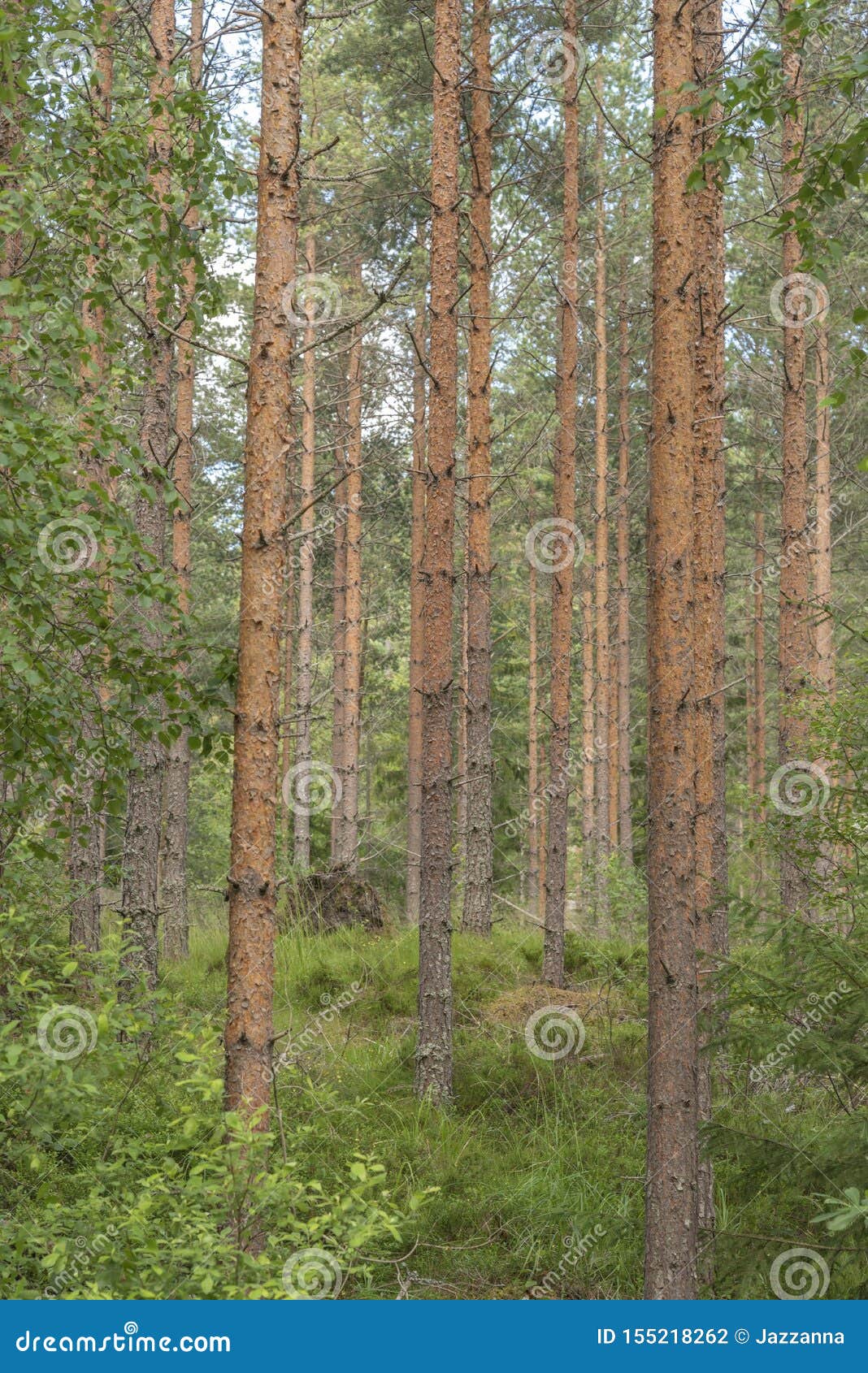 Upright Pine Trees in Forest Stock Photo - Image of wood, green: 155218262