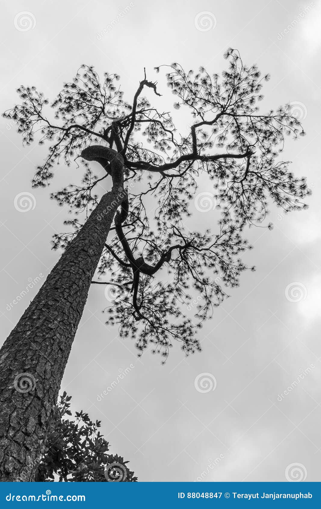 Upright Tall Pine Tree stock image. Image of nature, branch - 88048847