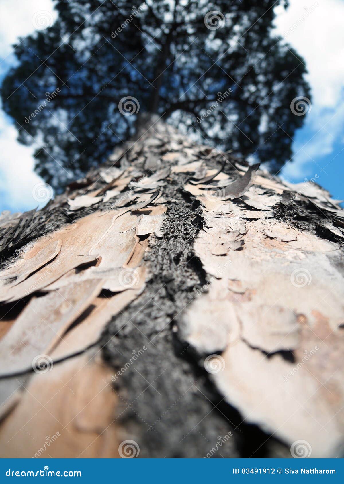 Upright Tall Pine Tree in Rome Stock Photo - Image of beautiful, ideas ...