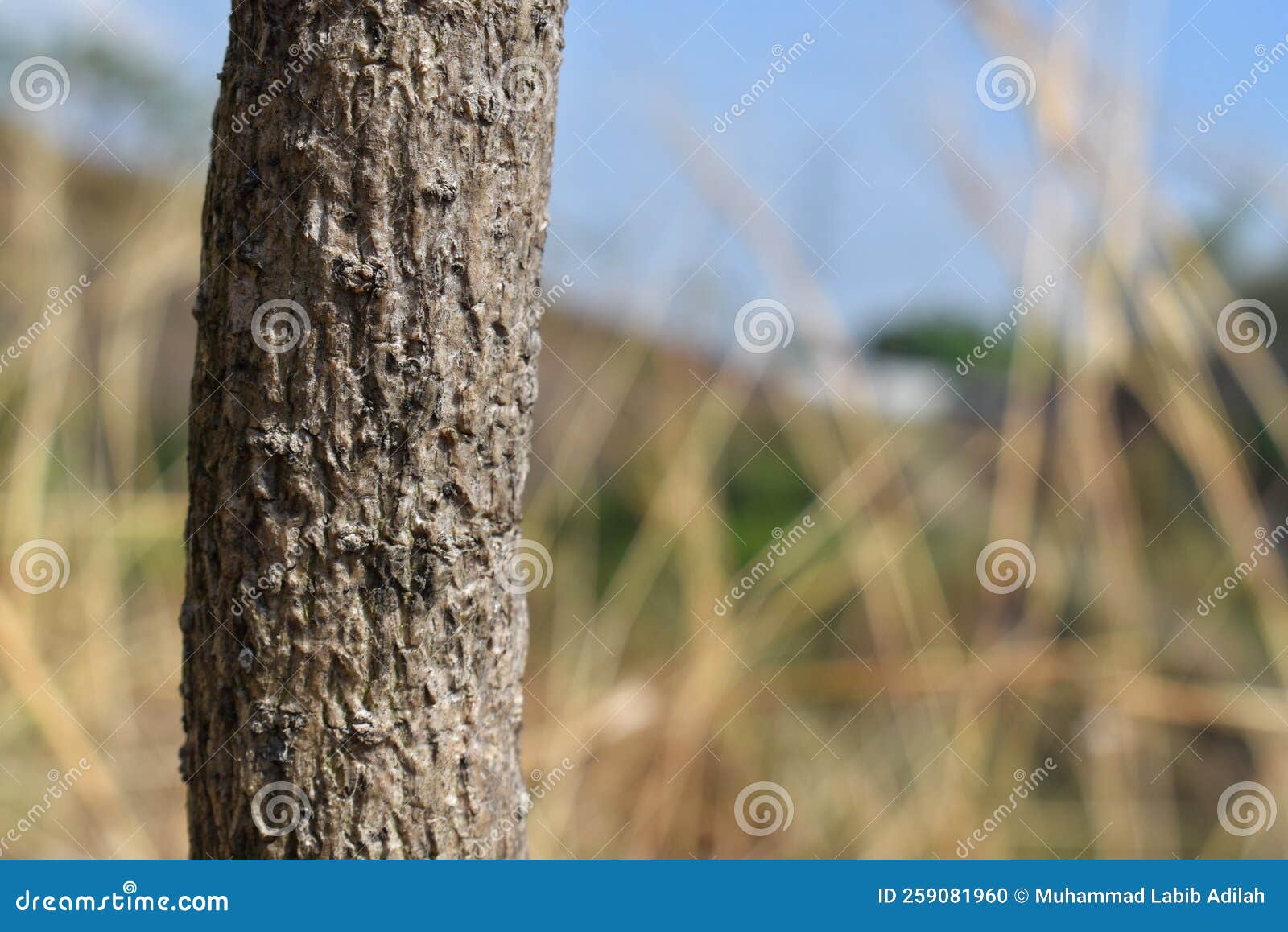 Upright Tree Trunks in the Field Stock Photo - Image of straight, rough ...
