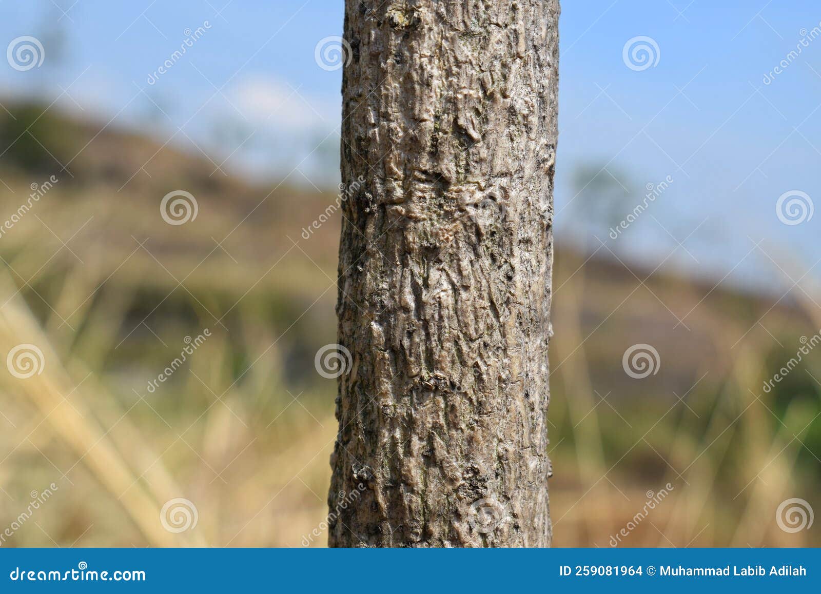 Upright Tree Trunks in the Field Stock Photo - Image of material ...