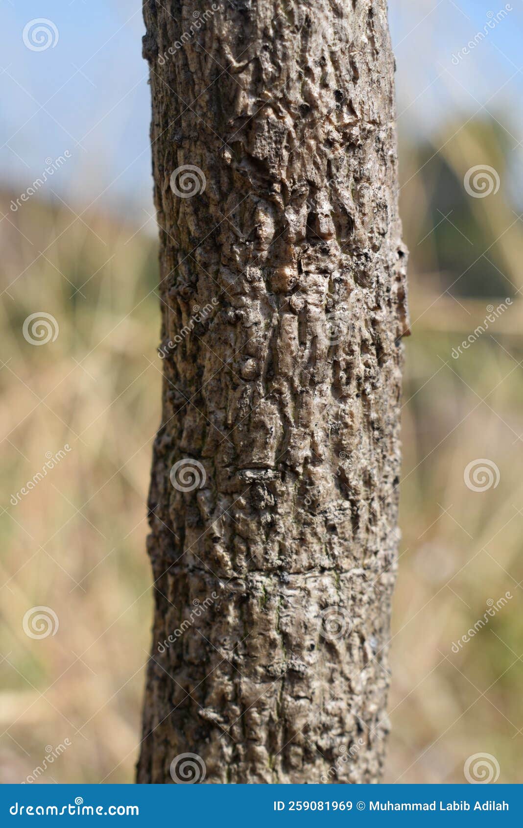 Upright Tree Trunks in the Field Stock Image - Image of abstract ...