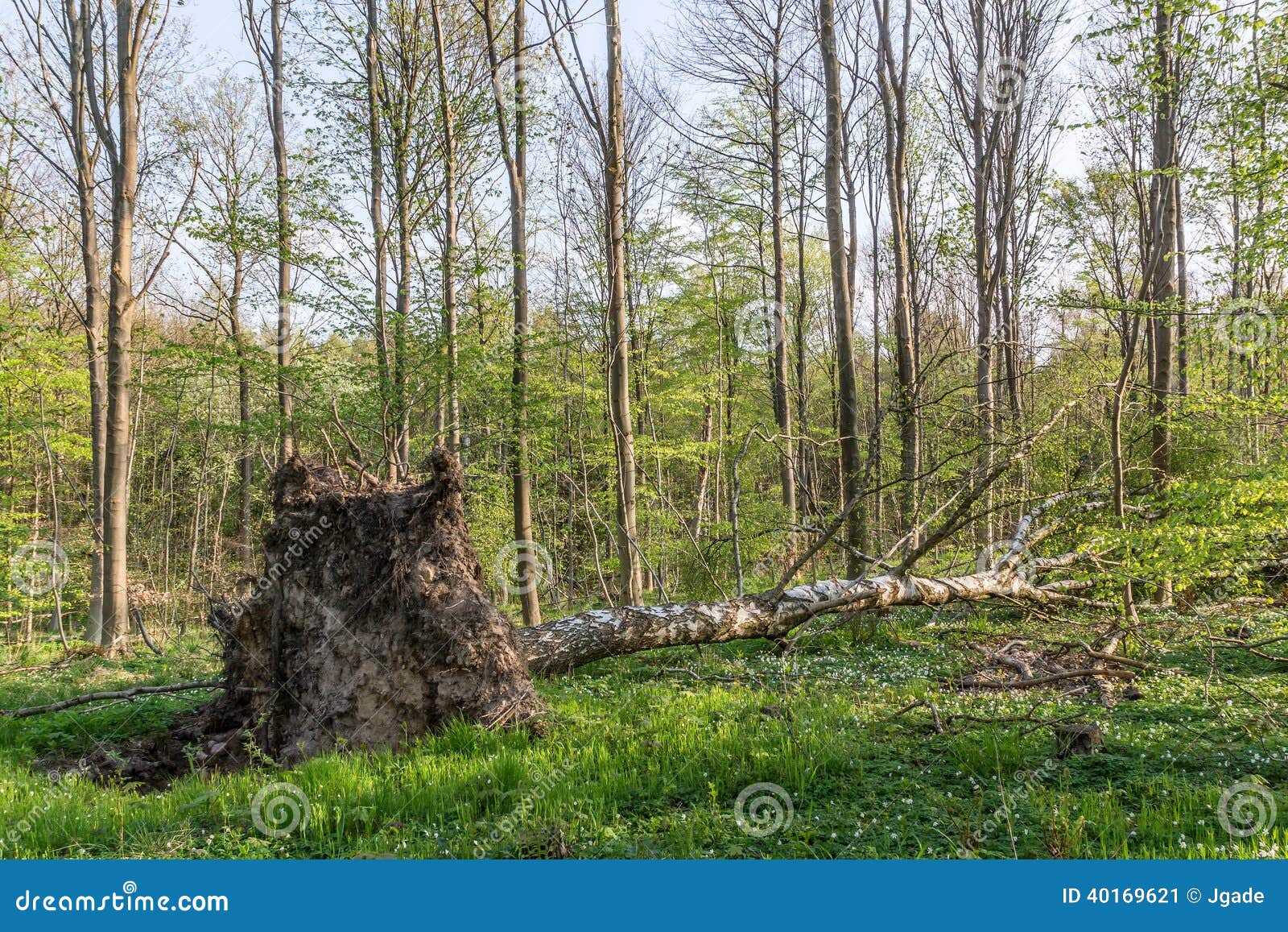 Uprooted birch tree stock image. Image of trunk, nature - 40169621