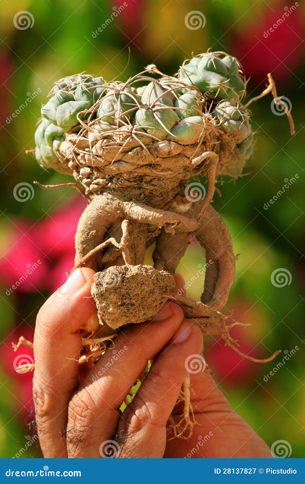 Uprooted cactus stock image. Image of nature, green, outdoor - 28137827