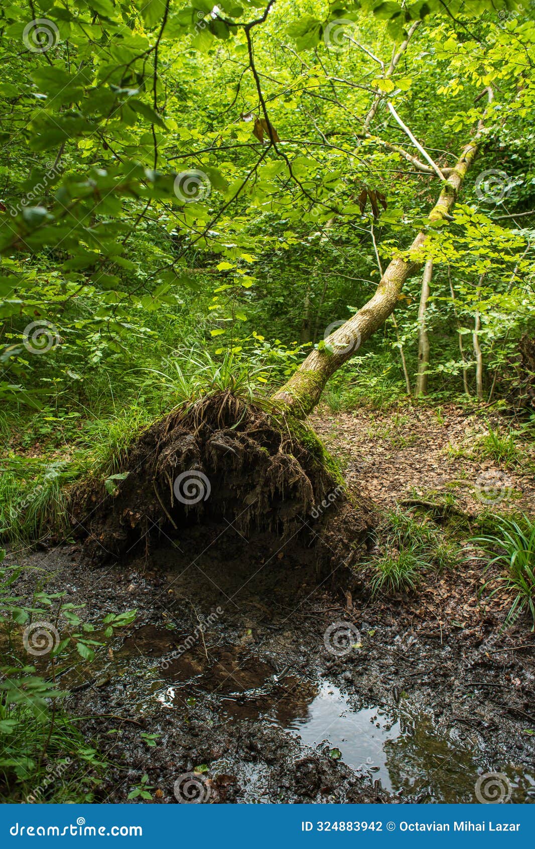 Uprooted, Fallen Down Tree in a Forest in Europe, No People Stock Photo ...
