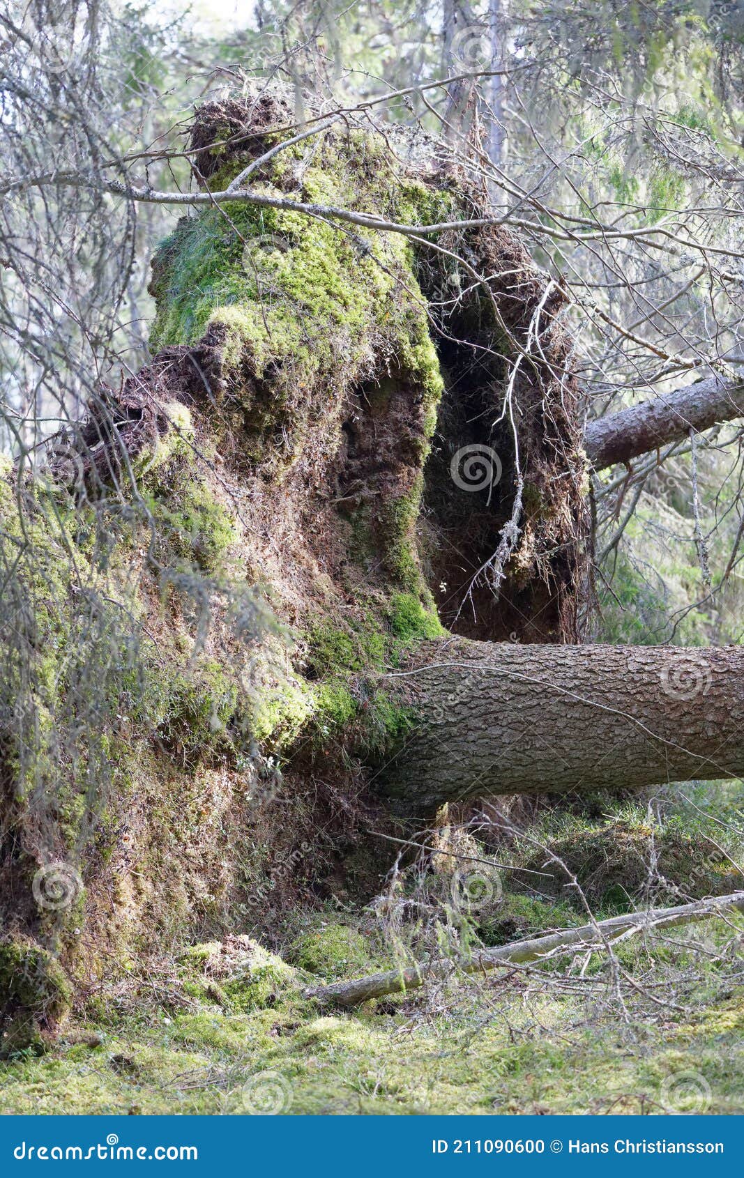 Uprooted And Fallen Trees Due To Typhoon Or Tropical Storm Quinta Or ...