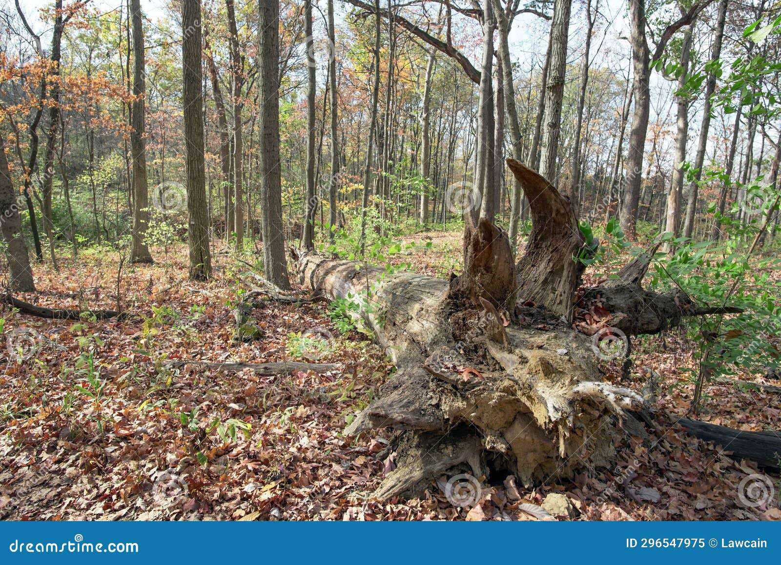 Uprooted Fallen Tree in Deciduous Forest in Autumn Stock Image - Image ...