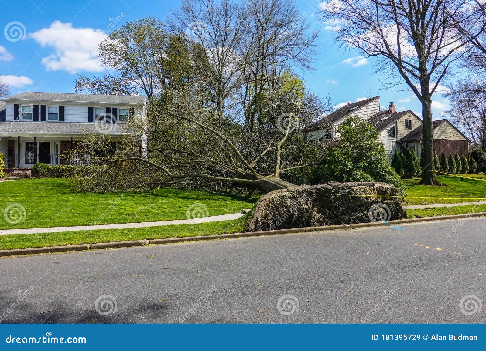 An Uprooted Fallen Tree Laying on the Lawn in Front of a House. Stock ...