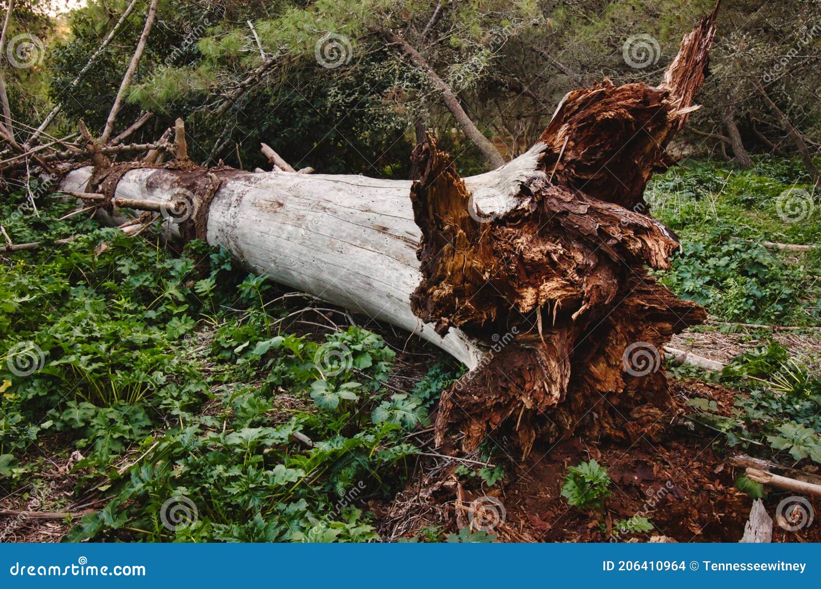 Uprooted And Fallen Trees Due To Typhoon Or Tropical Storm Quinta Or ...