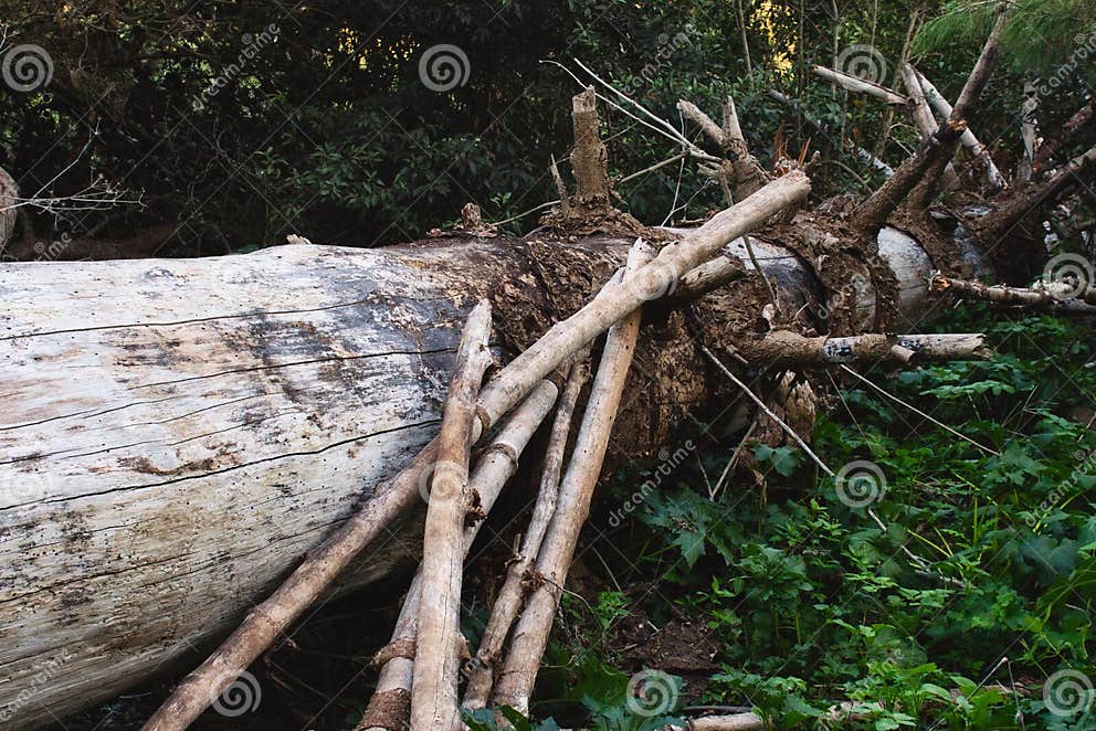 Uprooted Fallen Tree Trunk in a Forest Stock Photo - Image of materials ...