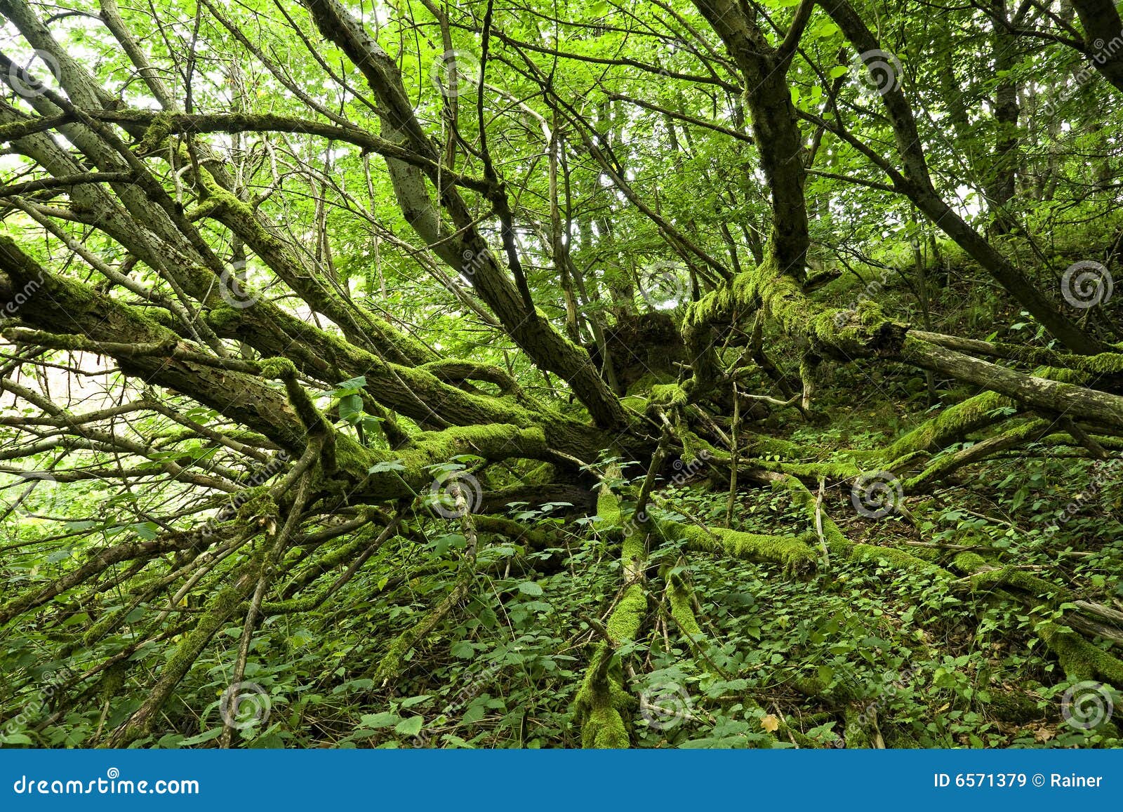 Uprooted Forest Tree stock image. Image of park, broken - 6571379