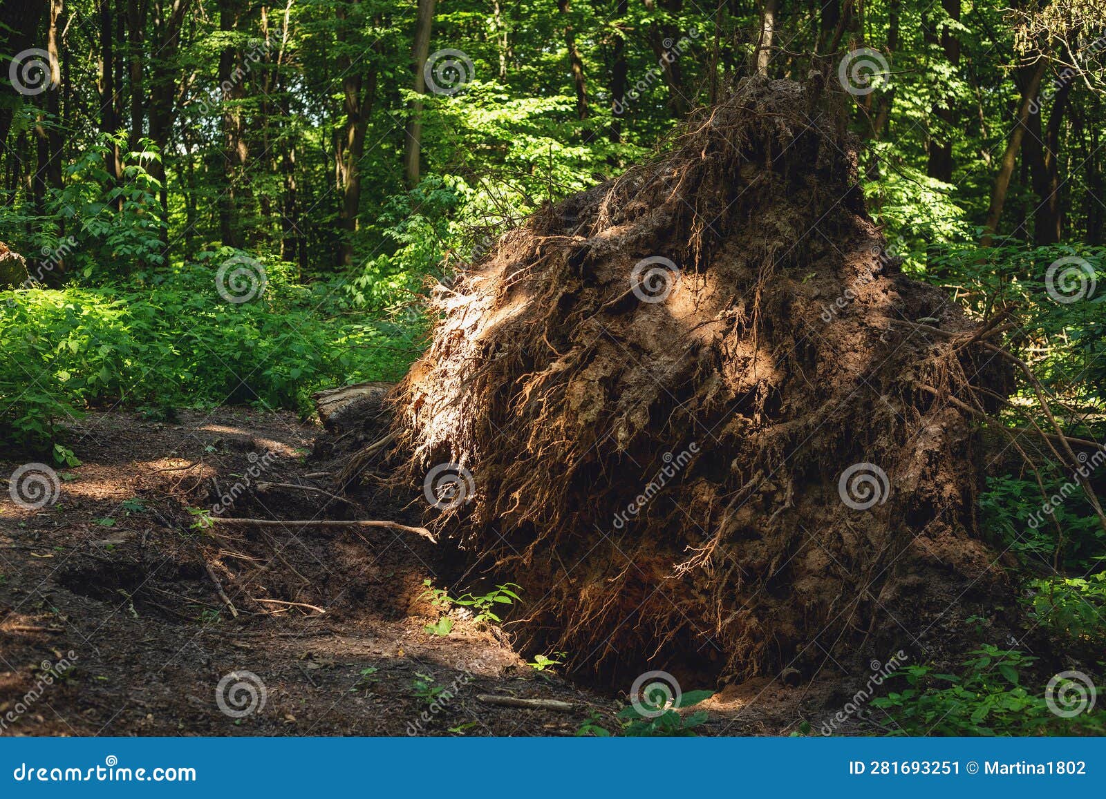 Uprooted large tree root stock image. Image of natural - 281693251