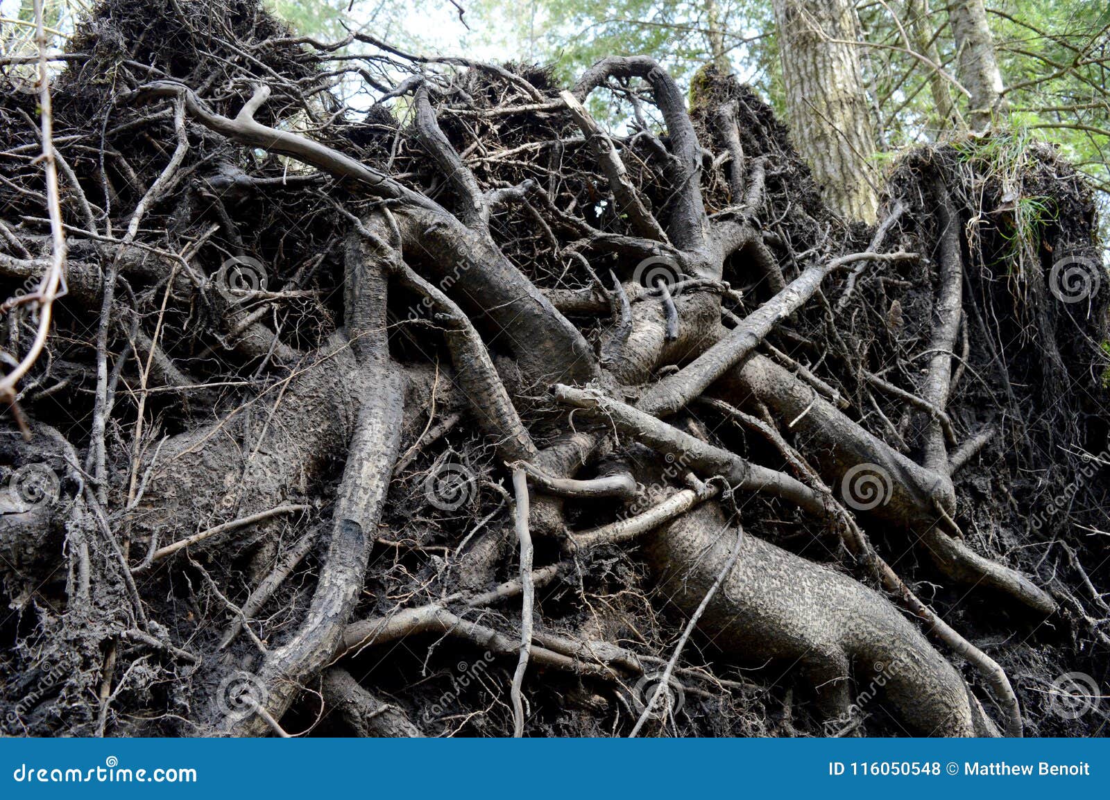 Uprooted Large Tree stock photo. Image of outdoors, lifted - 116050548