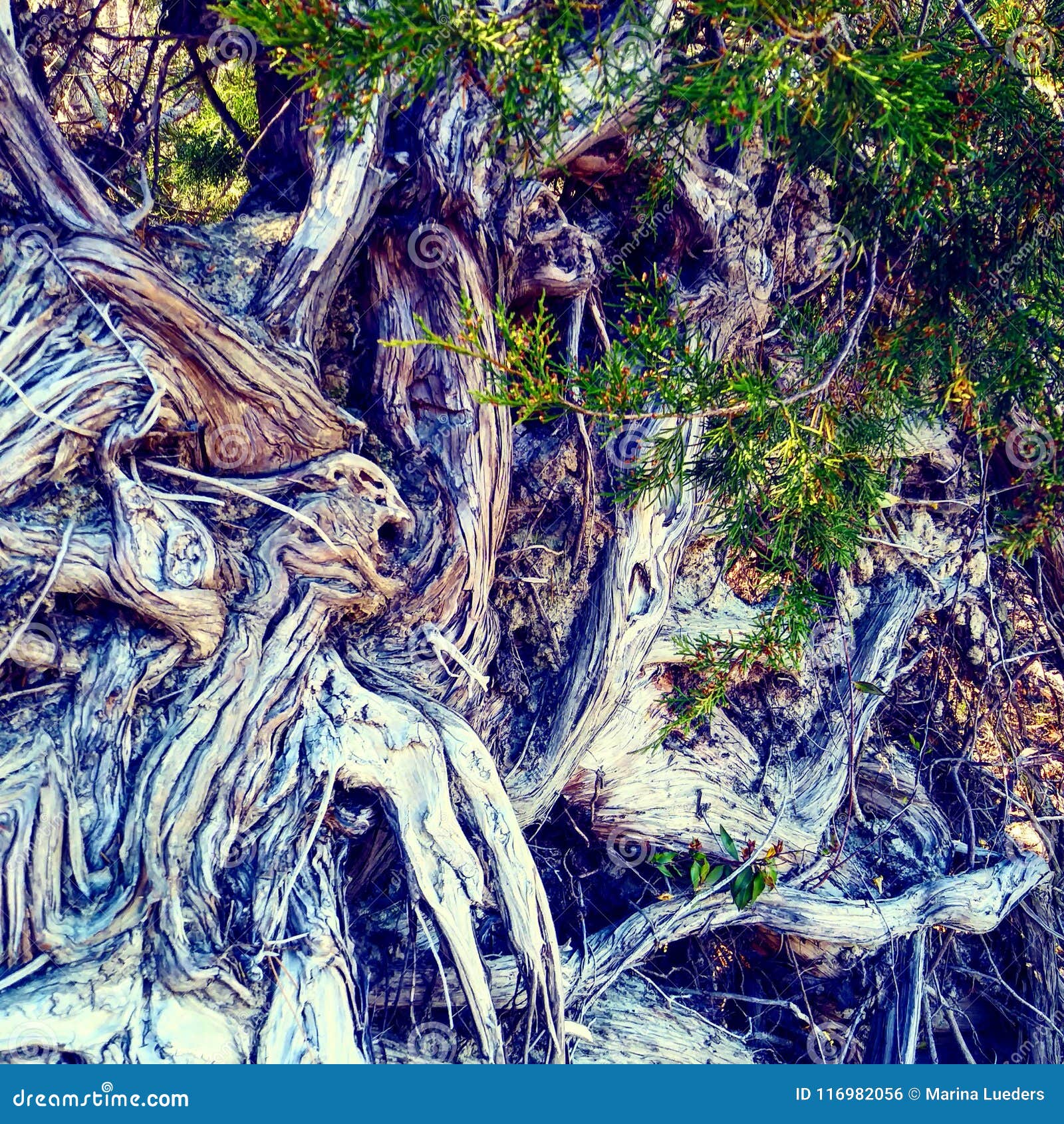 Tree Roots Intricate Twisted Uprooted Evergreen Nature Stock Photo ...
