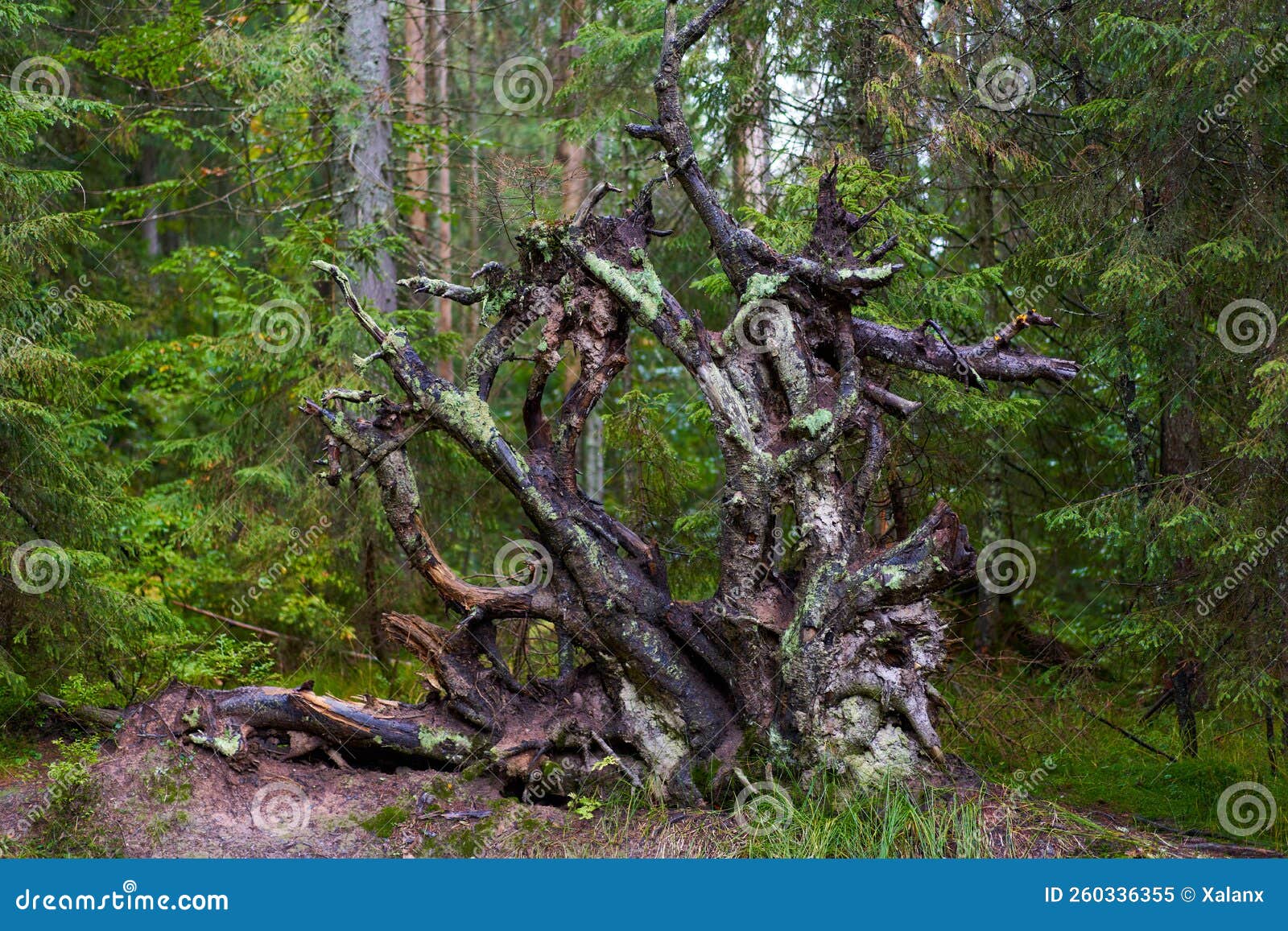 Uprooted Pine Tree in the Forest Stock Image - Image of outdoors ...