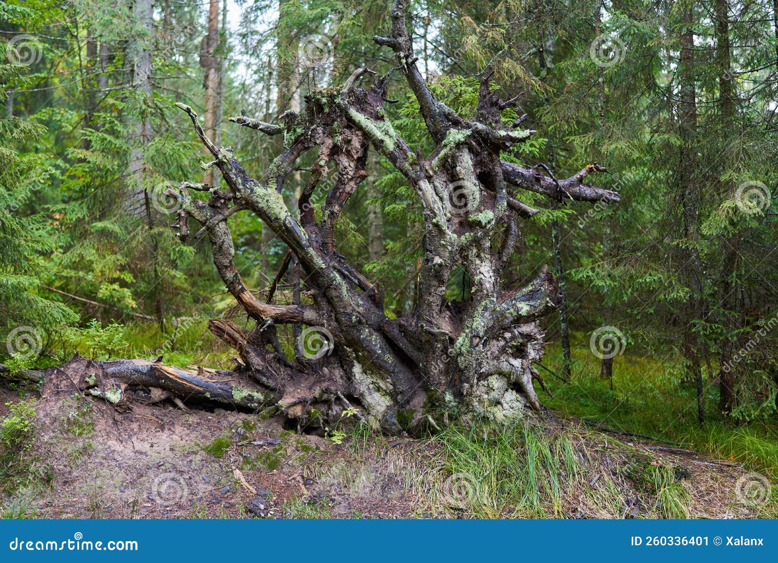Uprooted Pine Tree in the Forest Stock Image - Image of beautiful ...
