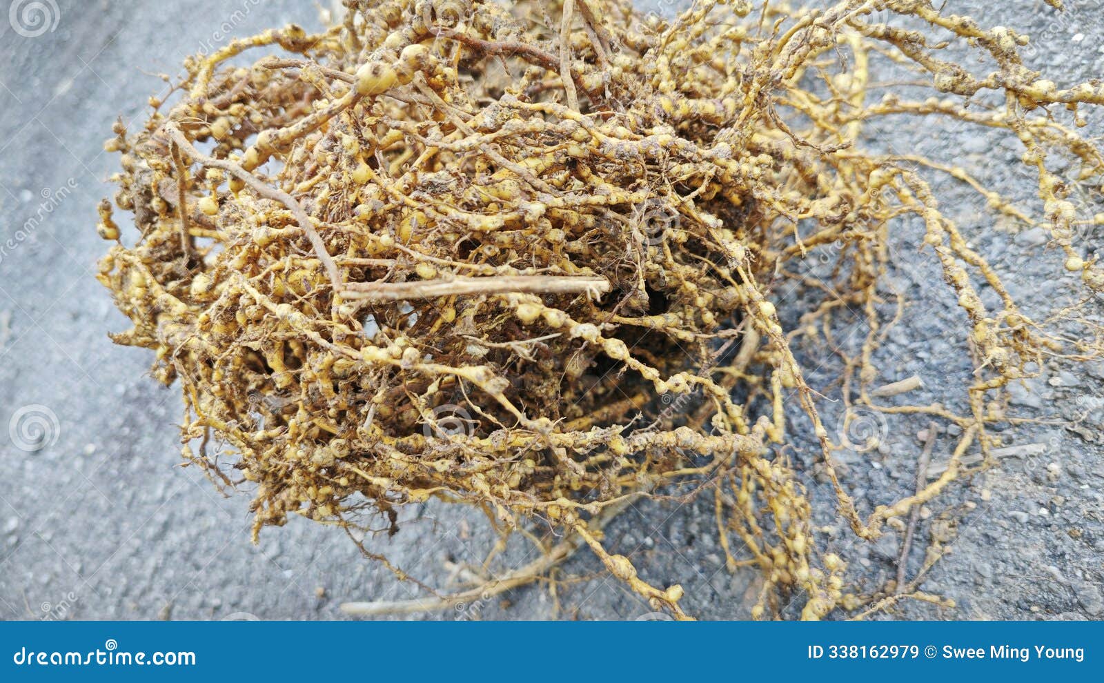 Uprooted Plant with Infected Root Knot Nematodes. Stock Image - Image ...