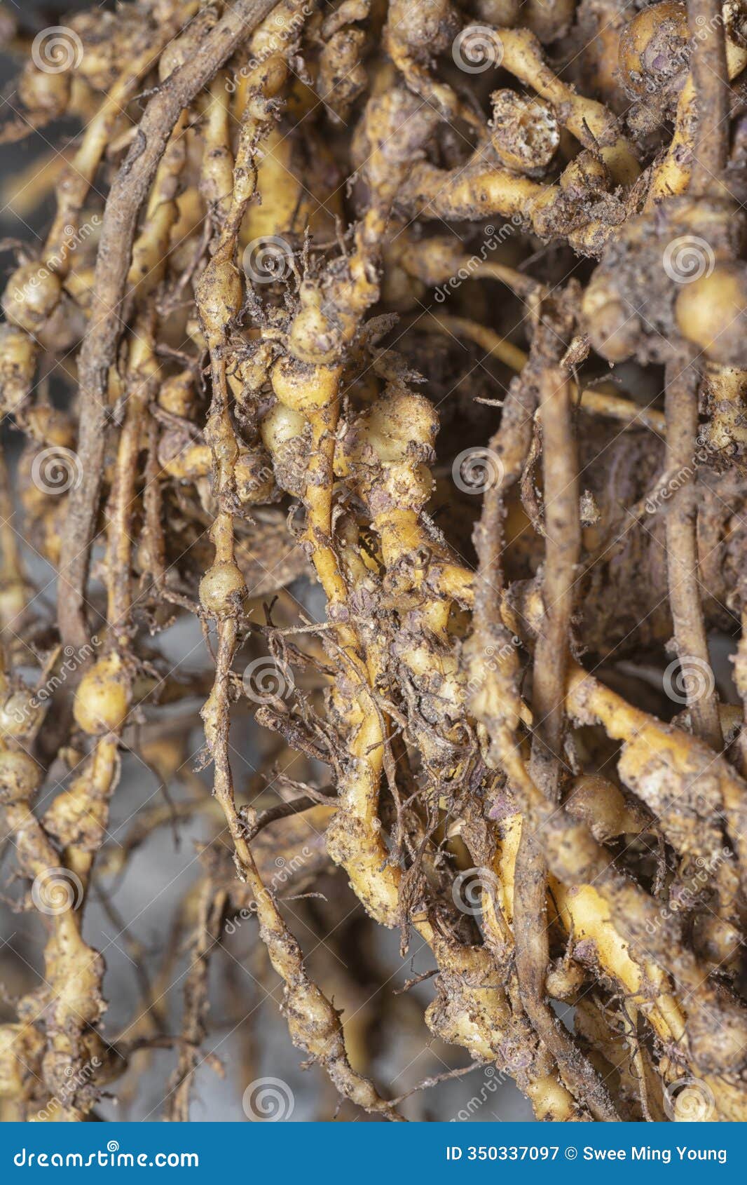 Uprooted Plant with Infected Root Knot Nematodes. Stock Image - Image ...