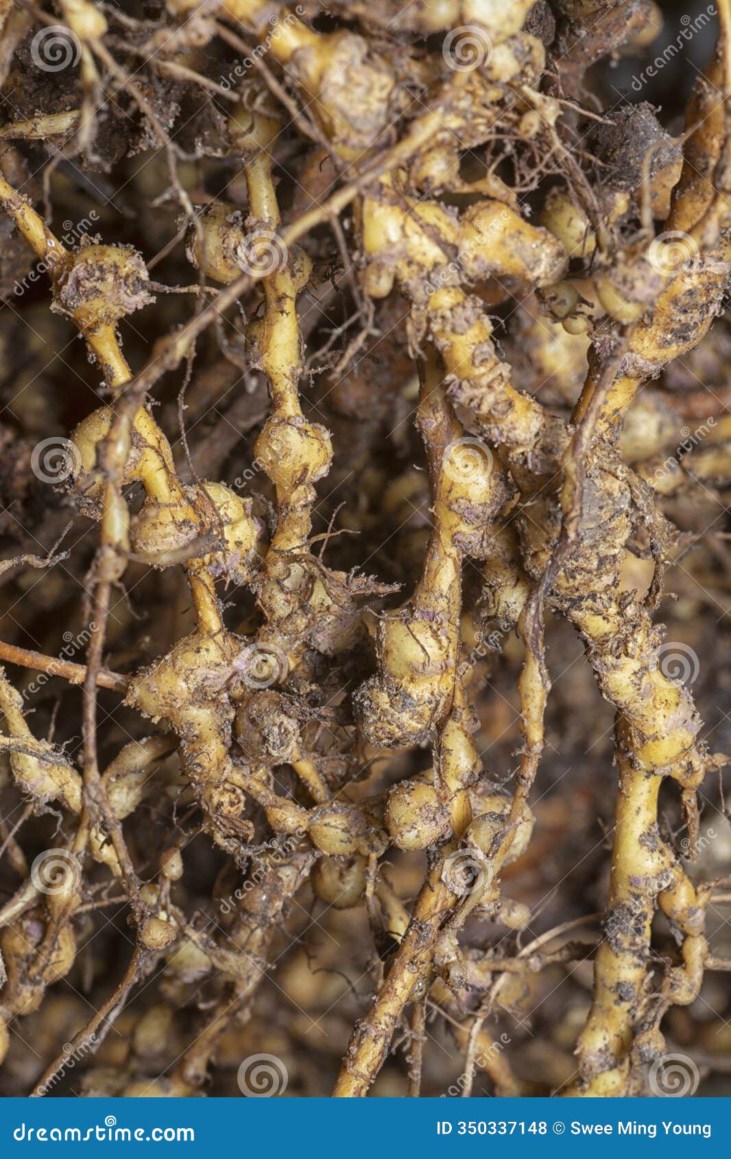 Uprooted Plant with Infected Root Knot Nematodes. Stock Photo - Image ...