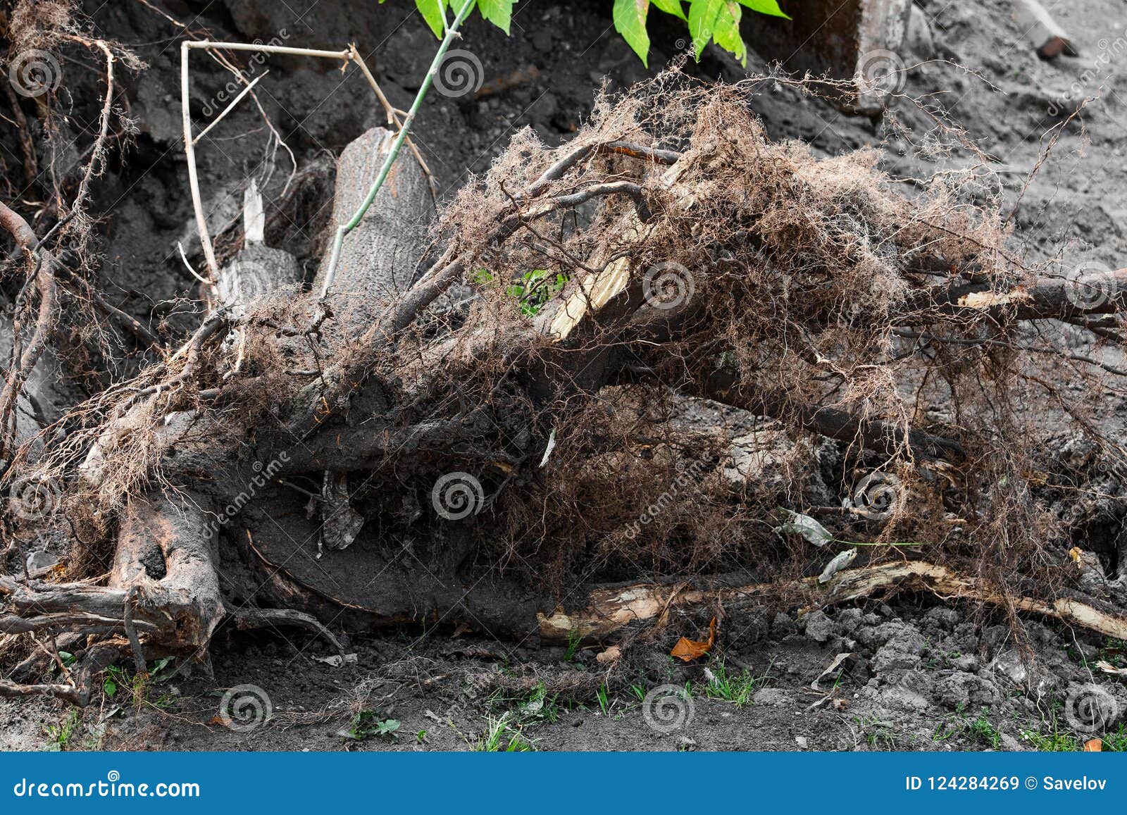 Uprooted roots of a tree stock image. Image of texture - 124284269