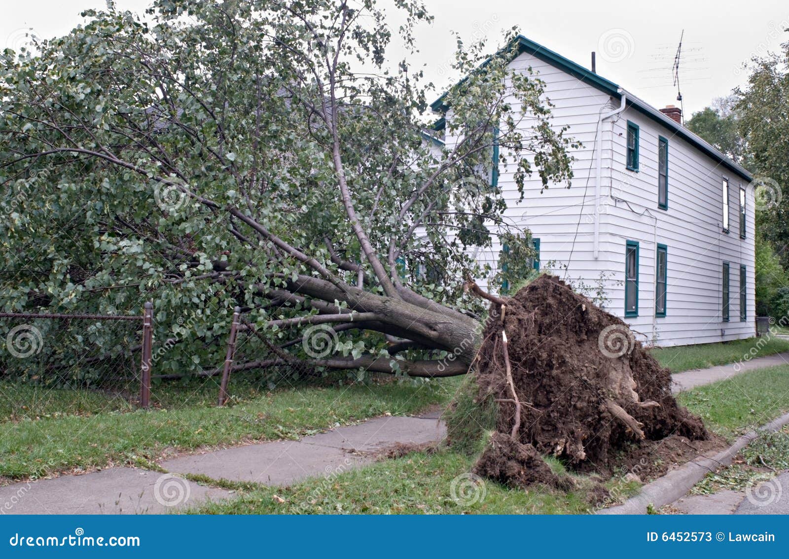Uprooted after Storm stock image. Image of fell, green - 6452573
