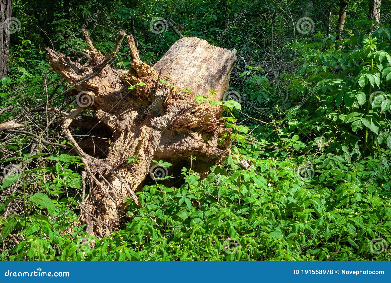 An Uprooted Stump in a Forest Glade. Felled Old Trees in the Forest ...