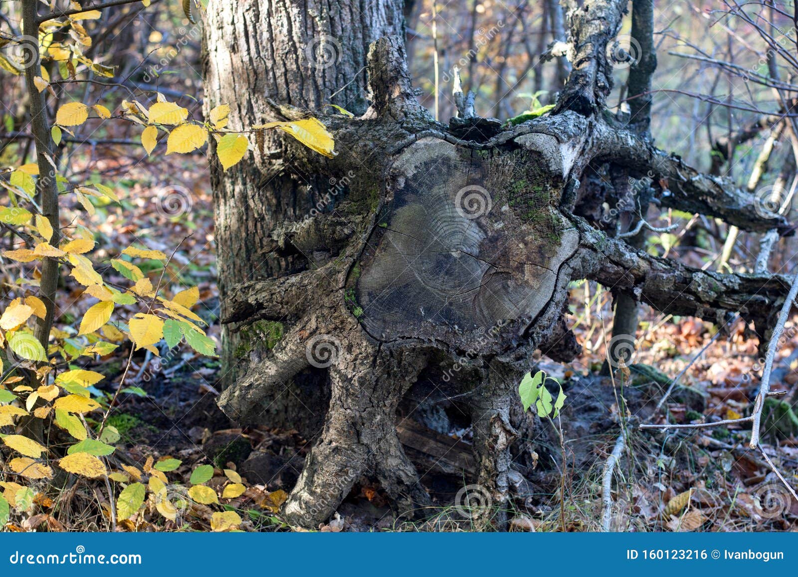 Uprooted Stump in the Forest Stock Photo - Image of wall, tree: 160123216
