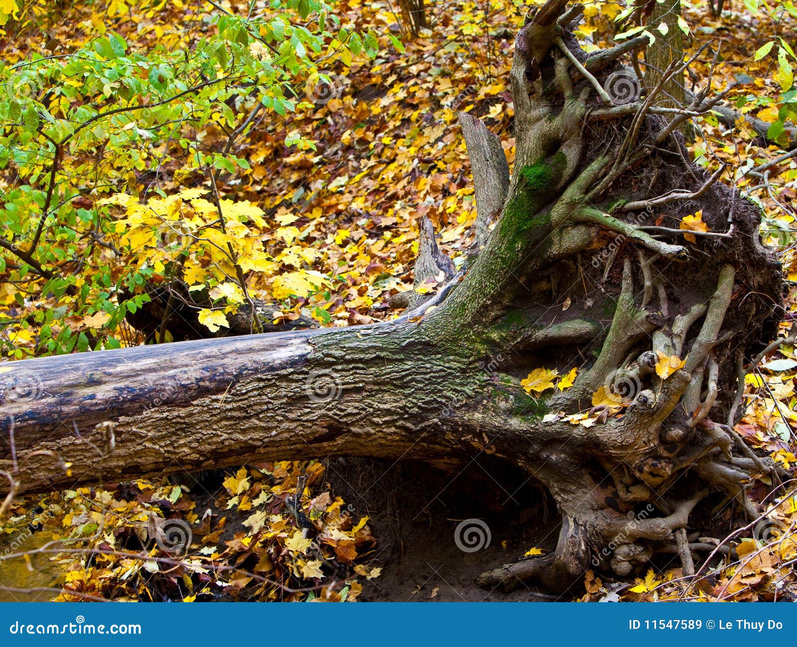 Uprooted Tree stock image. Image of lichen, rainforrest - 11547589