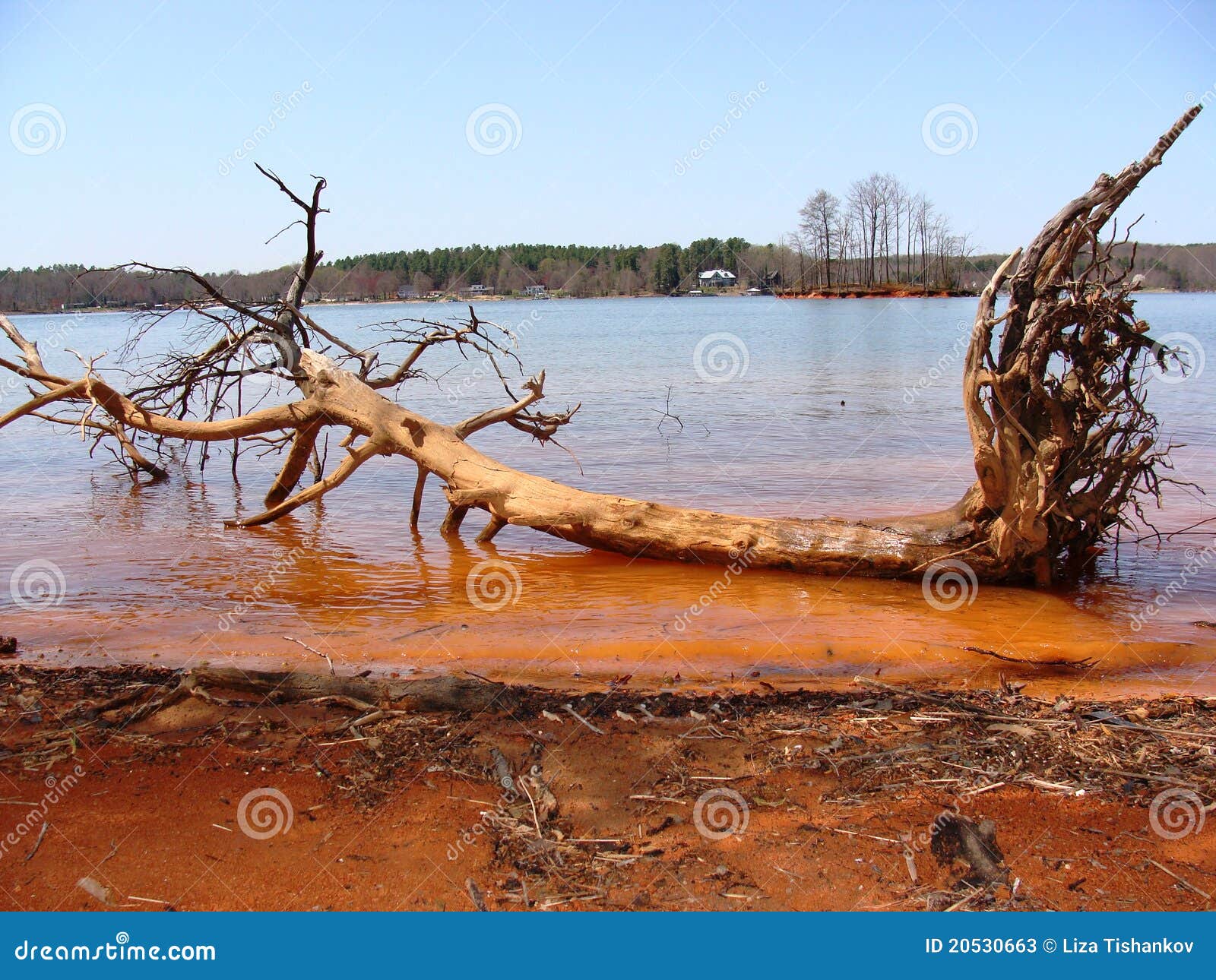 Uprooted tree stock image. Image of power, trunk, devastation - 20530663