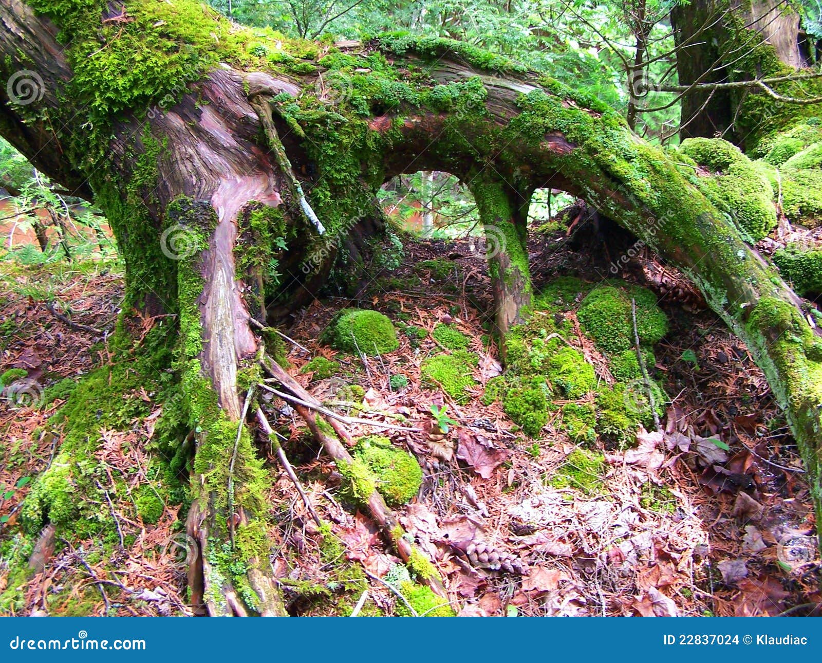 Uprooted tree stock photo. Image of secret, serenity - 22837024