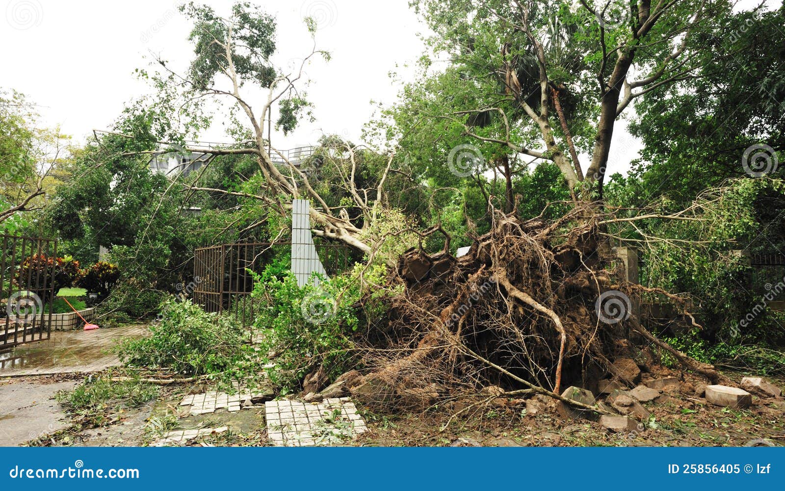 Uprooted tree stock image. Image of plant, hurricane - 25856405