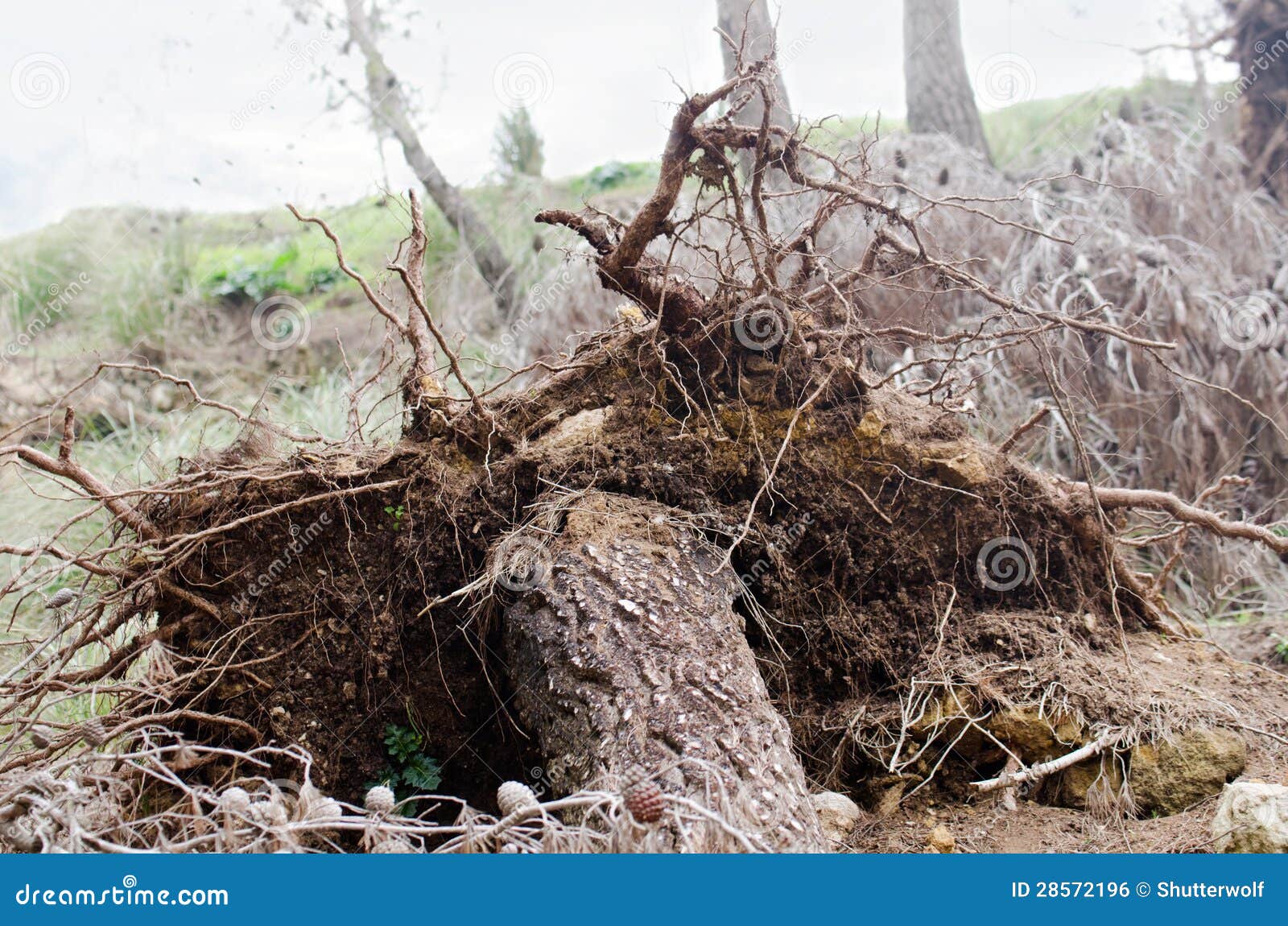 Uprooted tree stock photo. Image of timber, brown, trunk - 28572196