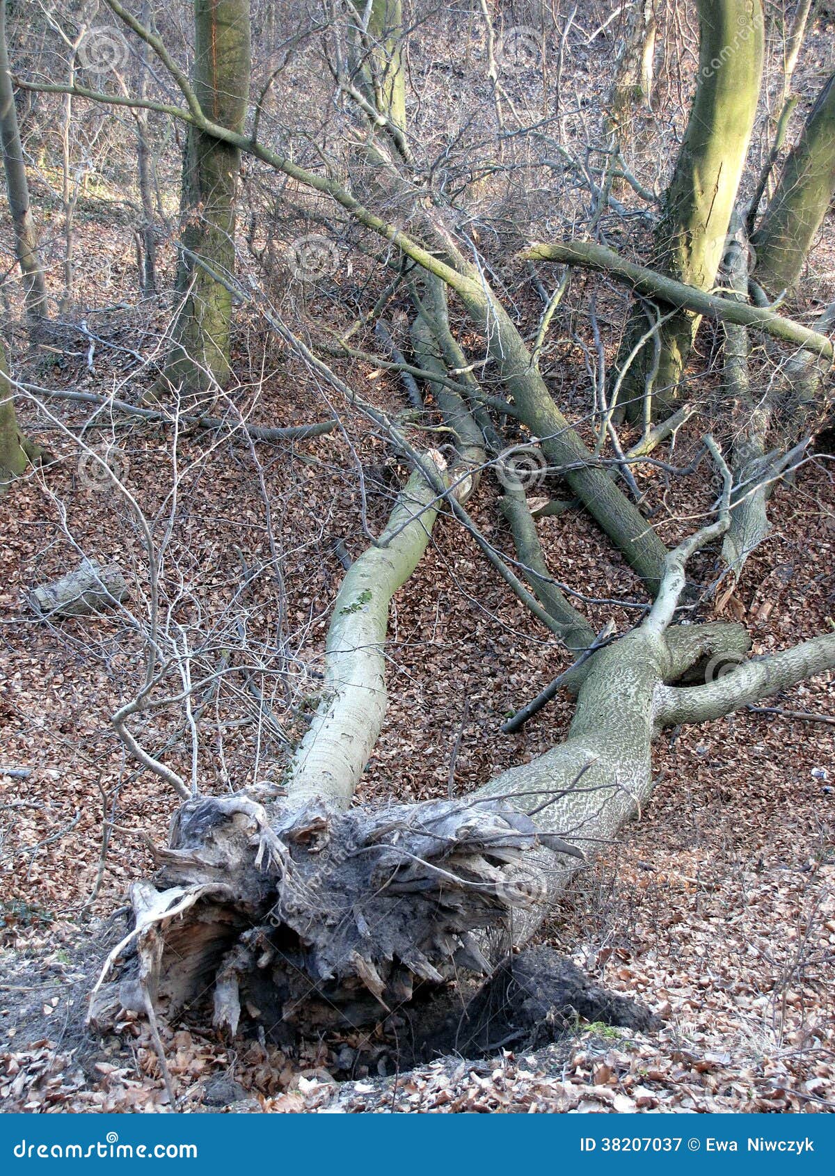 Uprooted tree stock image. Image of uprooted, strong - 38207037