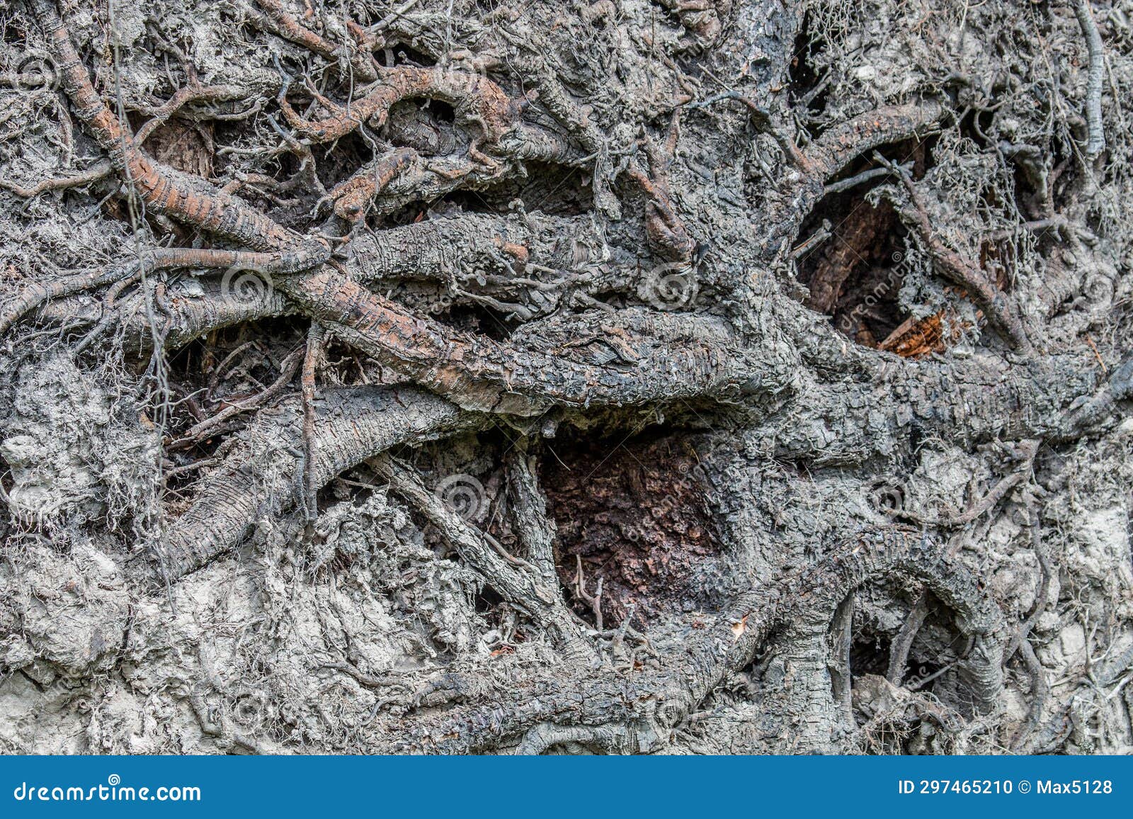 Uprooted tree stock photo. Image of management, northern - 297465210