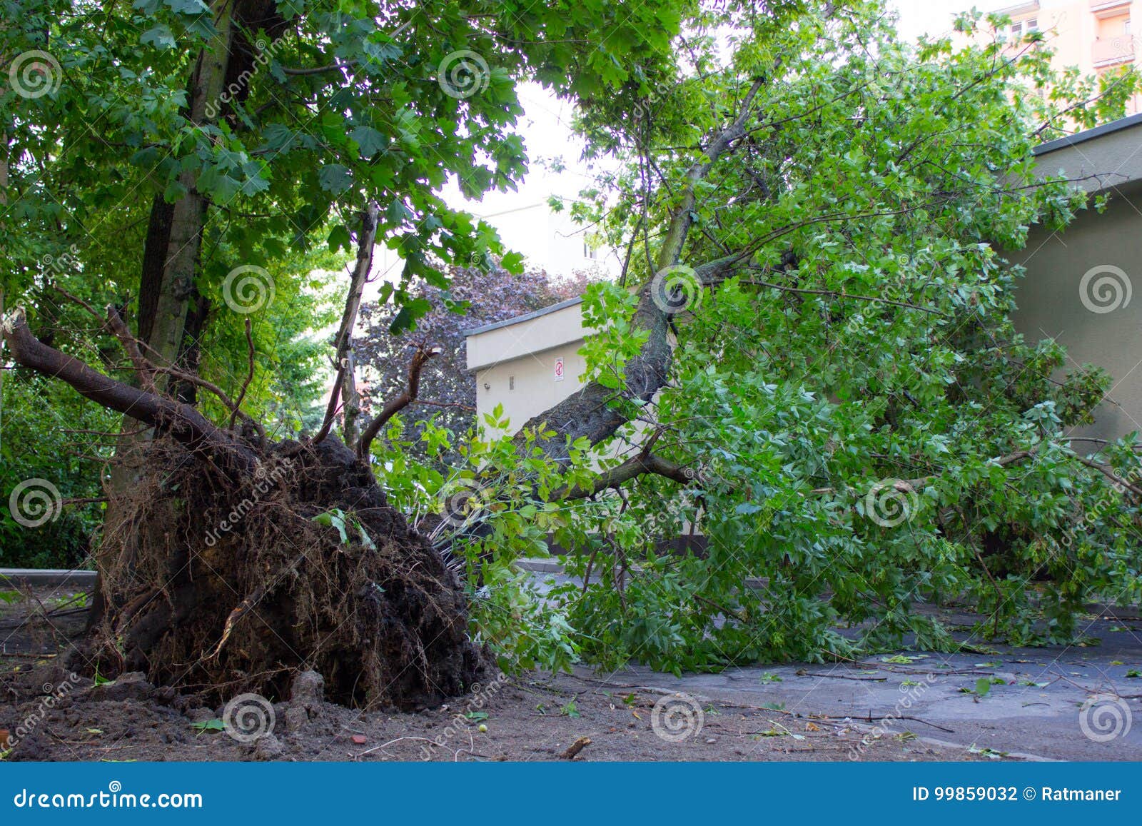 Uprooted Tree Damaged by Wind after Storm Stock Photo - Image of storm ...