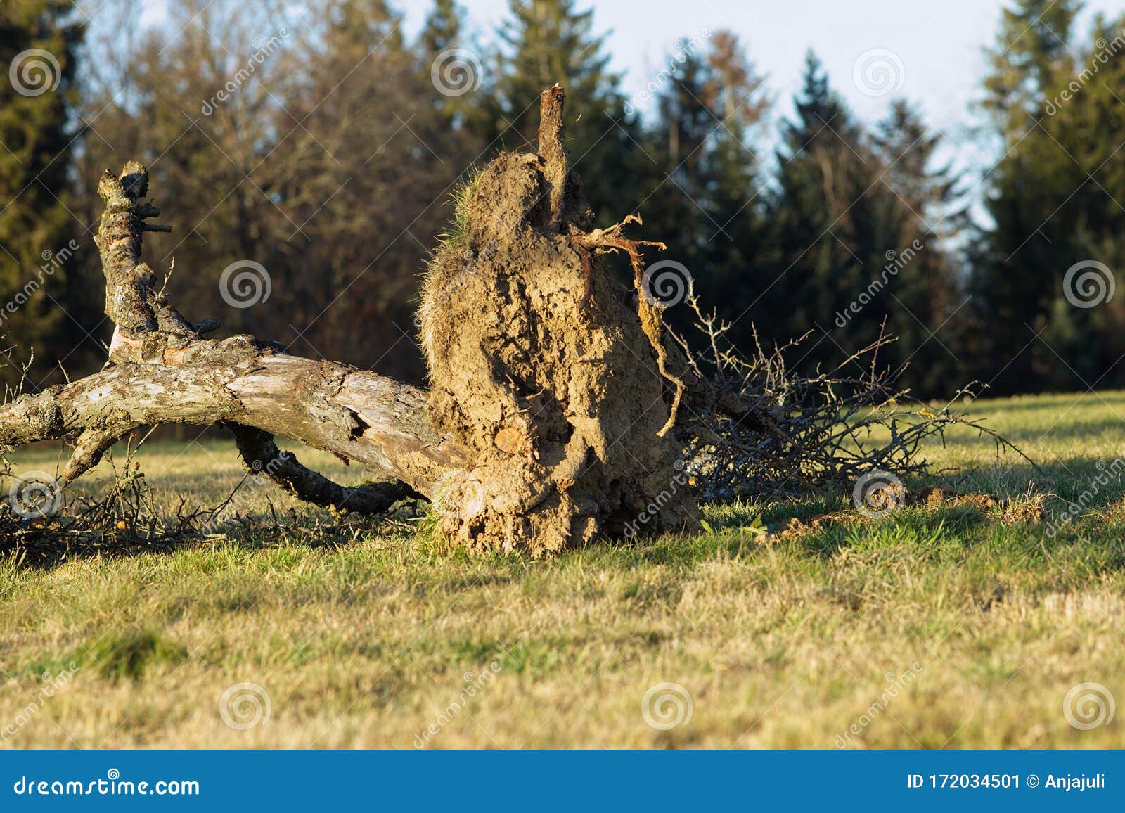 Uprooted Tree Fall Down in Storm Stock Image - Image of forest, broken ...