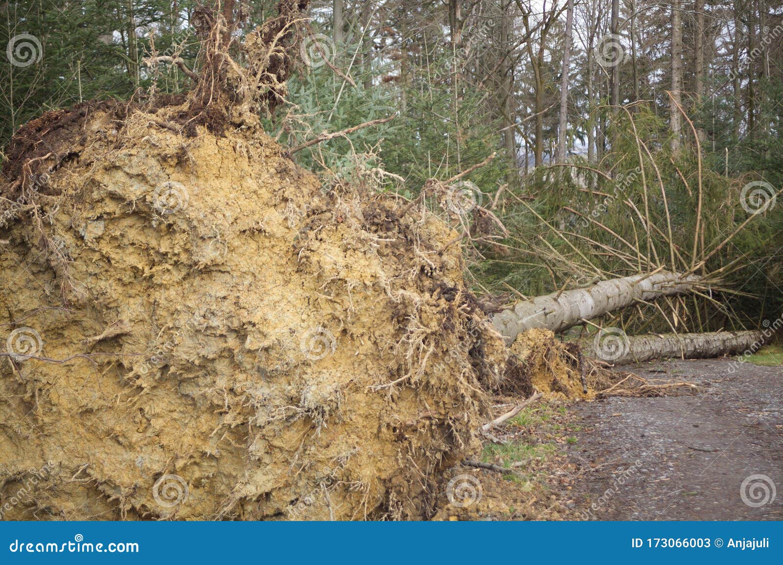 Uprooted Tree Fall Down in Storm Stock Image - Image of europe ...