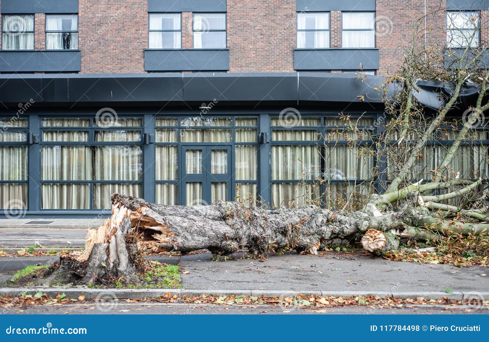 Uprooted Tree Fallen on a Building after Thunderstorm Stock Photo ...