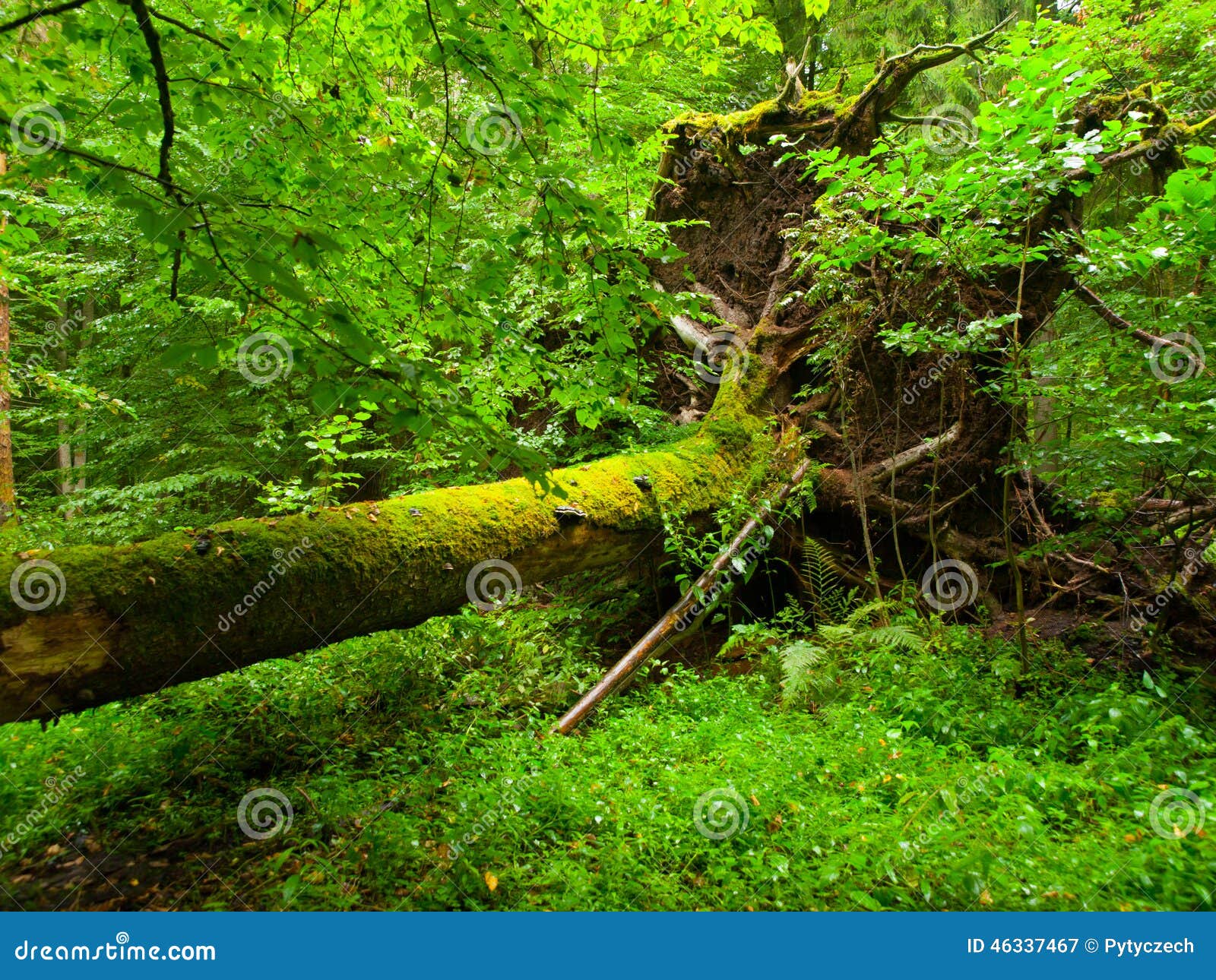 Uprooted Tree Fallen in the Forest Stock Image - Image of soil ...