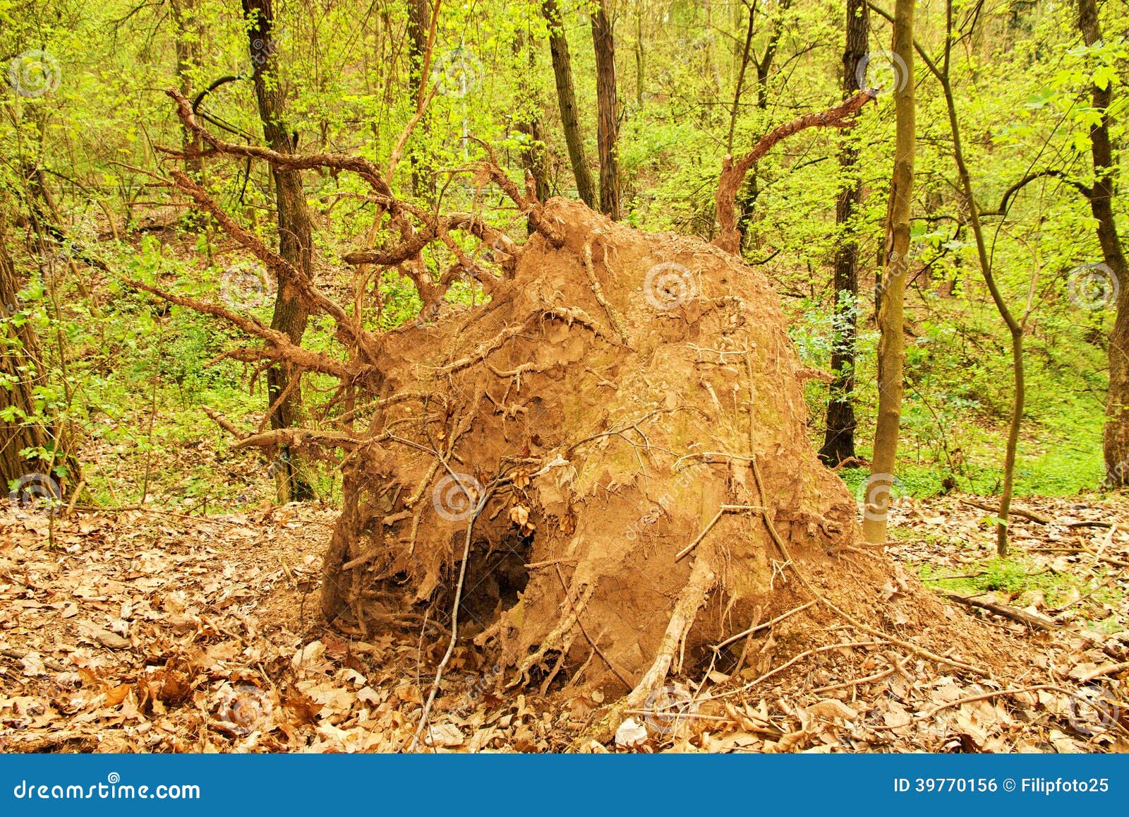 Uprooted tree stock photo. Image of nature, felled, tree - 39770156