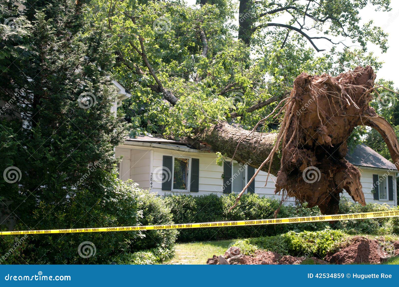 Uprooted tree stock image. Image of cross, roof, storm - 42534859