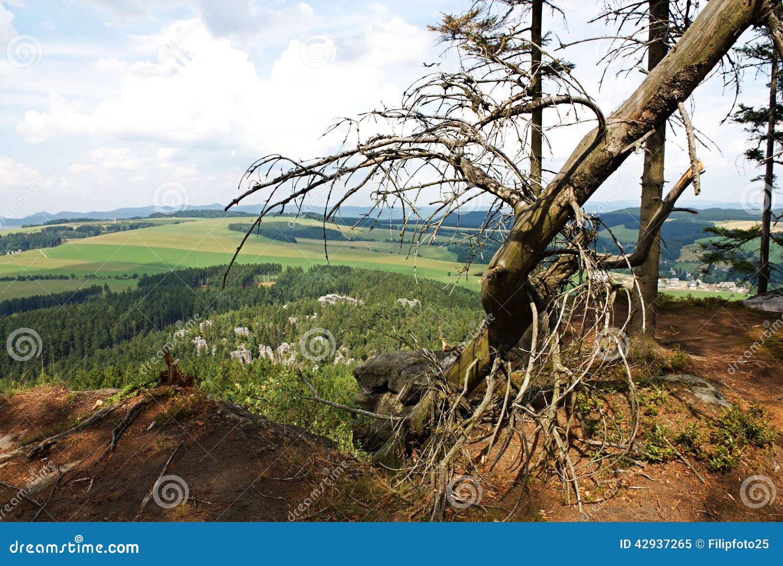 Uprooted tree stock image. Image of ostas, landscape - 42937265