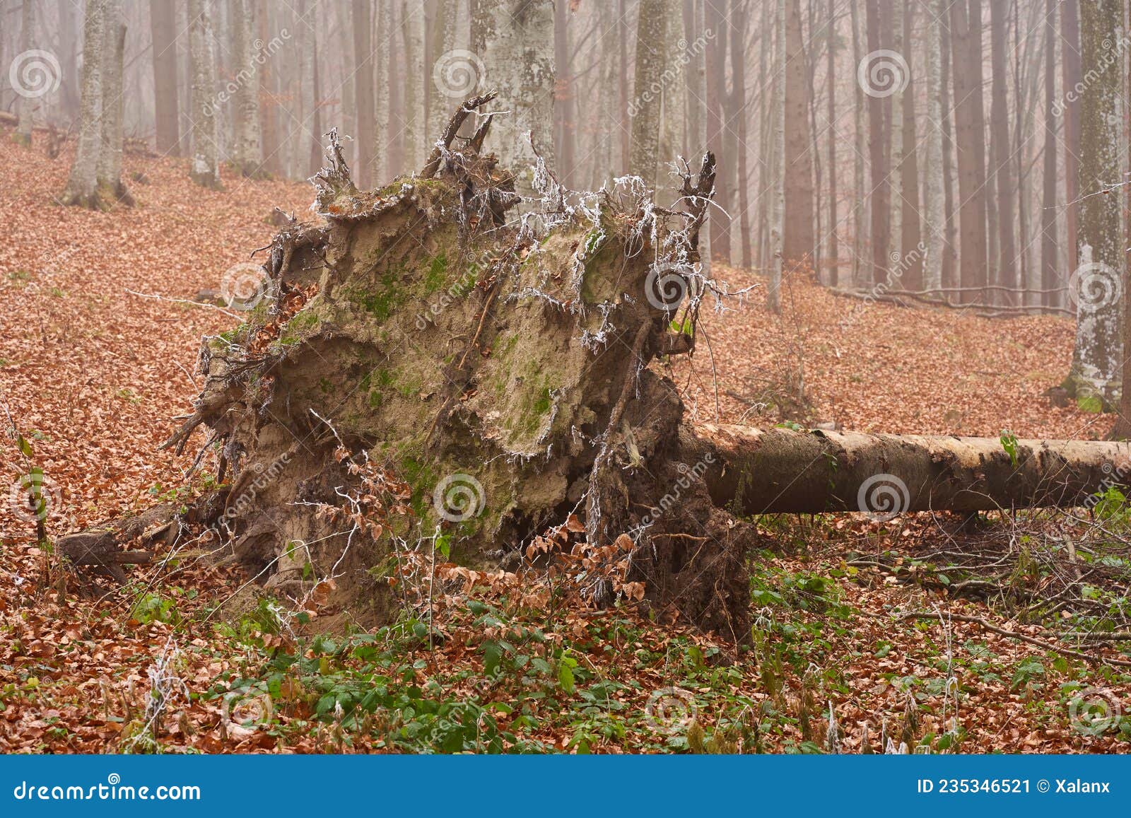 Uprooted Tree in the Forest Stock Image - Image of outdoor, destruction ...