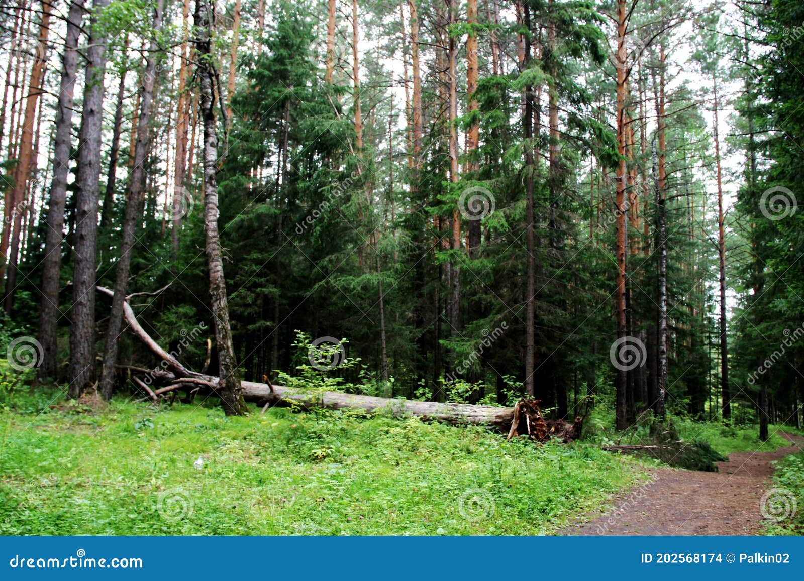 A Forest Lies A Mysterious Circle Of Branches, Which Looks Like A Cult ...