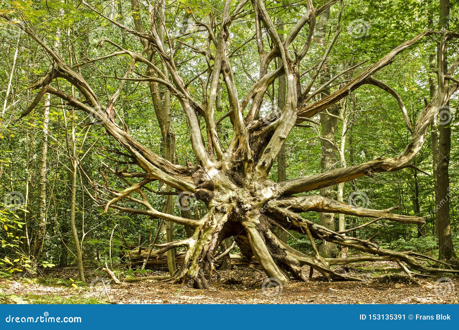 Uprooted tree in a forest stock image. Image of nature - 153135391