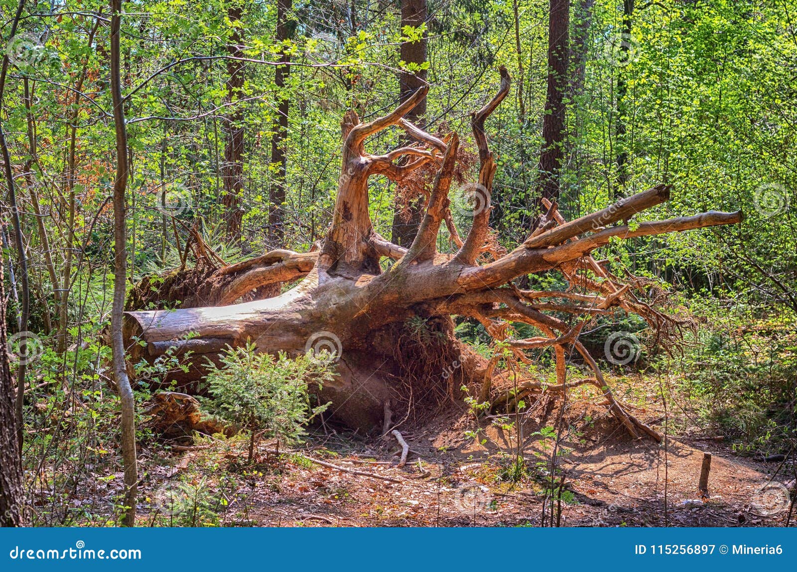 Uprooted Tree in the Forest Stock Image - Image of bush, botany: 115256897