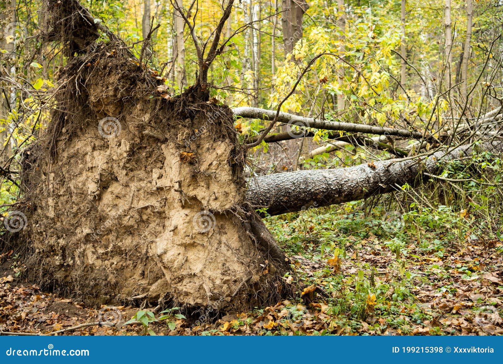 Uprooted Tree in the Forest. Roots of Fallen Tree Close Up Stock Photo ...