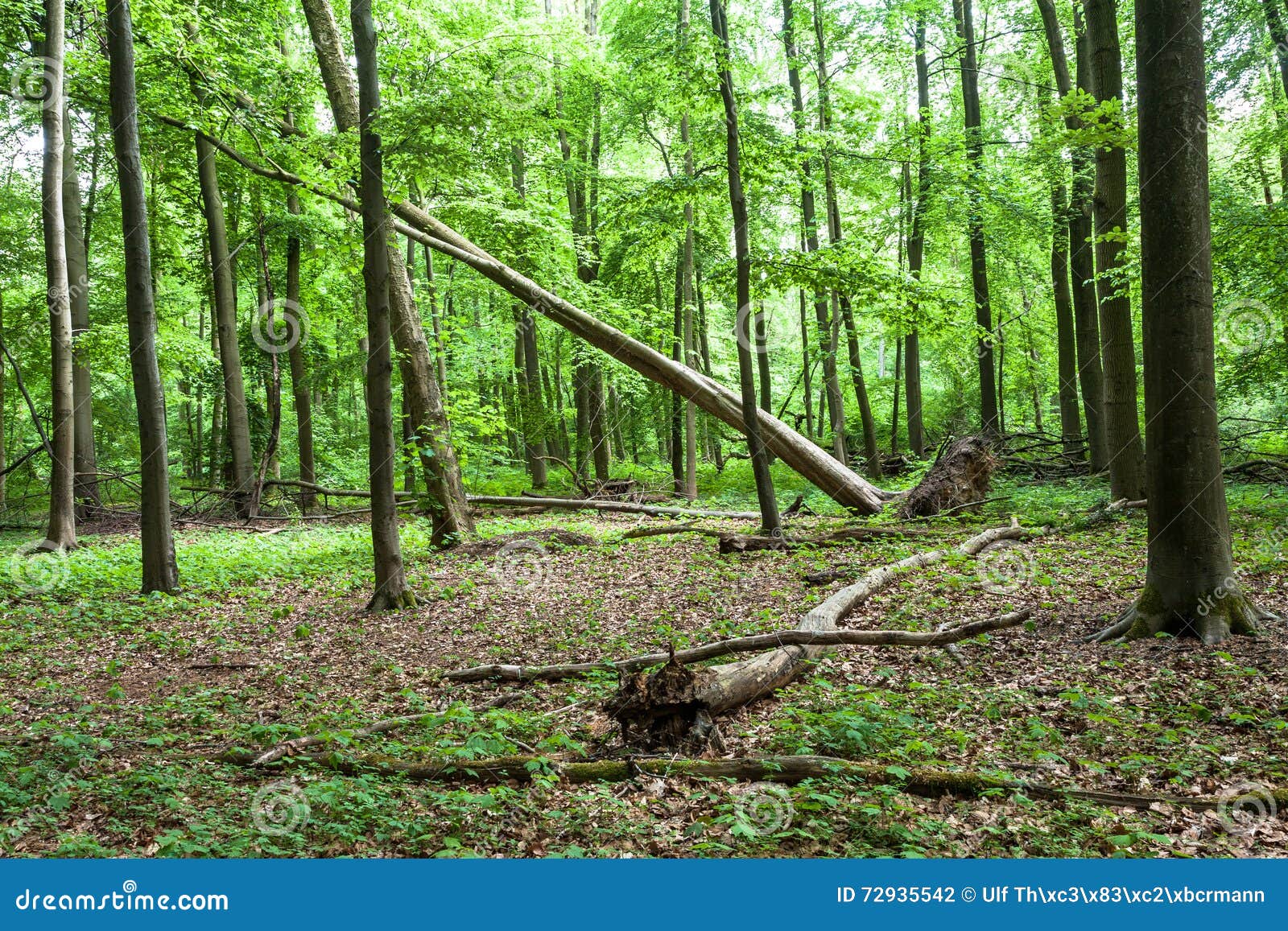Uprooted Tree in a Forest stock photo. Image of foliage - 72935542