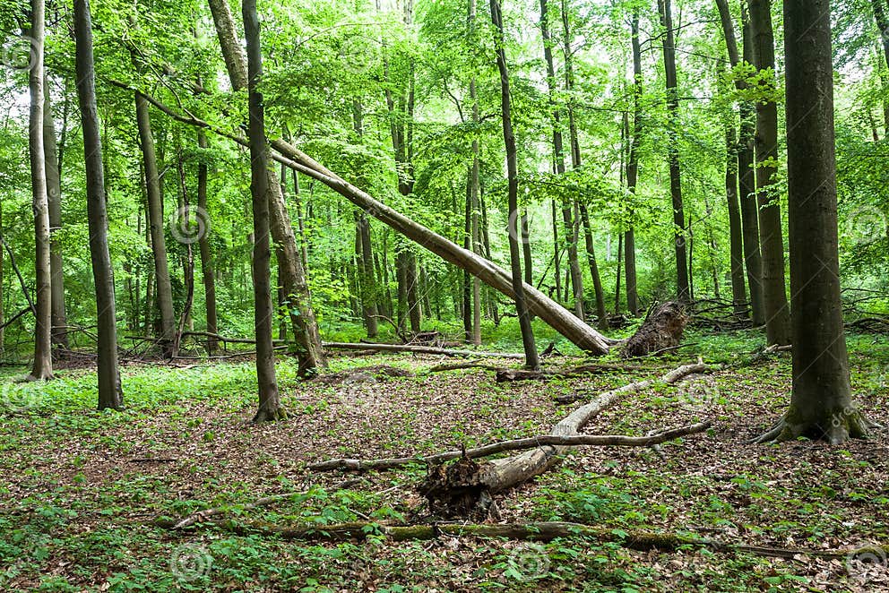 Uprooted Tree in a Forest stock photo. Image of foliage - 72935542